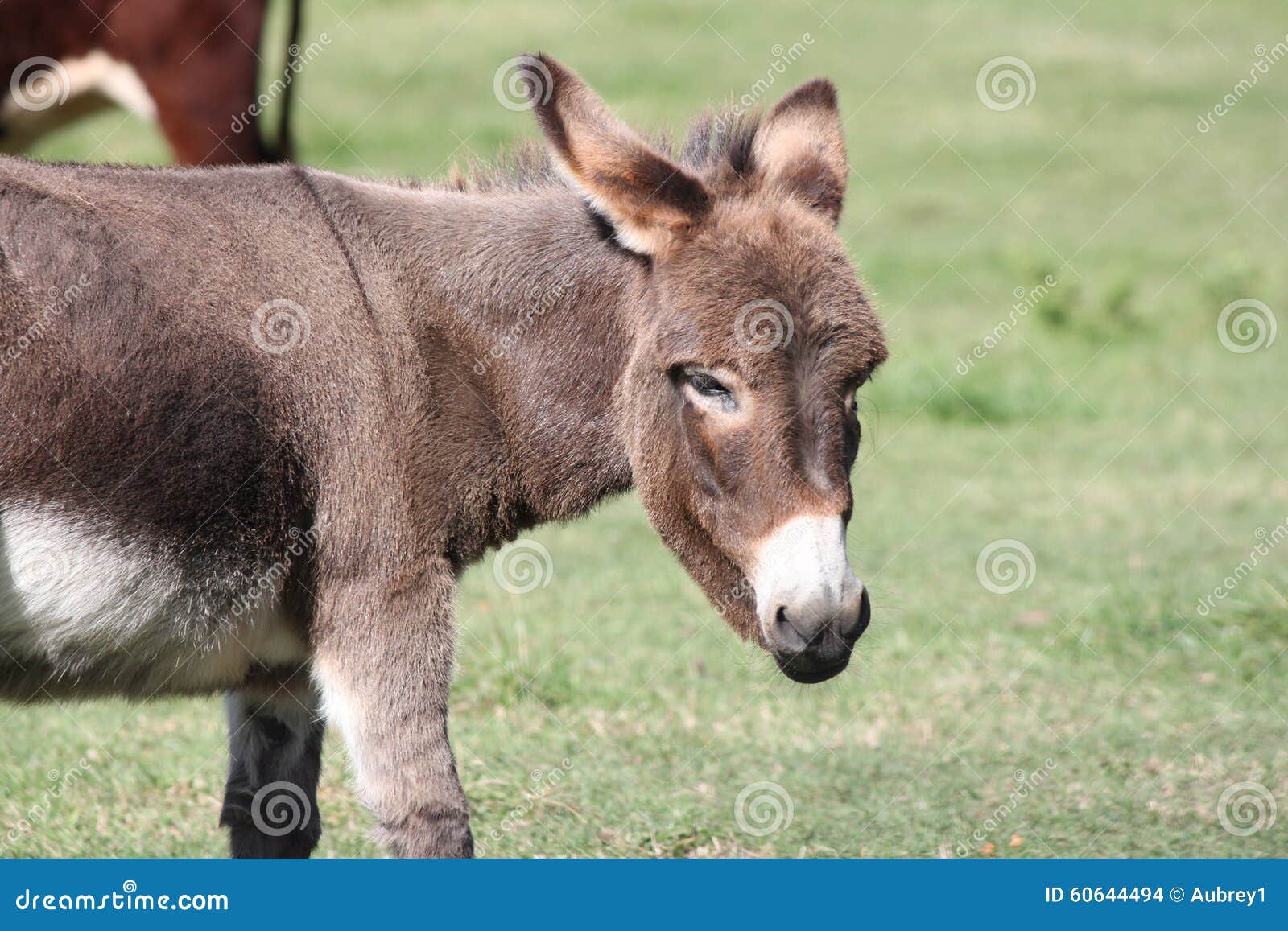 Burro miniatura en corral foto de archivo. Imagen de exterior - 60644494