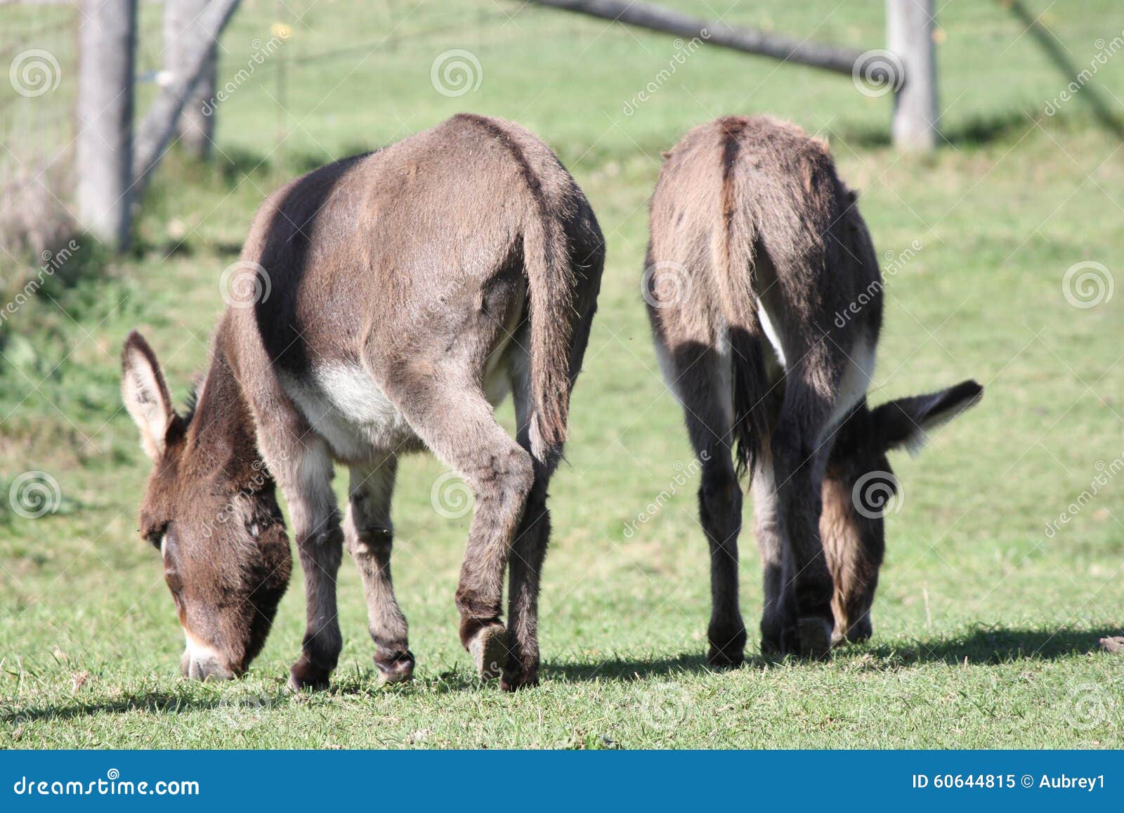 Burro miniatura en corral imagen de archivo. Imagen de granja - 60644815