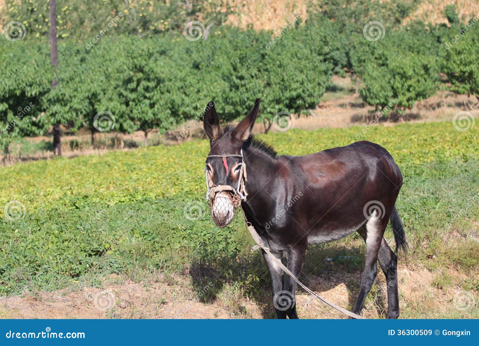 Burro negro imagen de archivo. Imagen de agricultura - 36300509