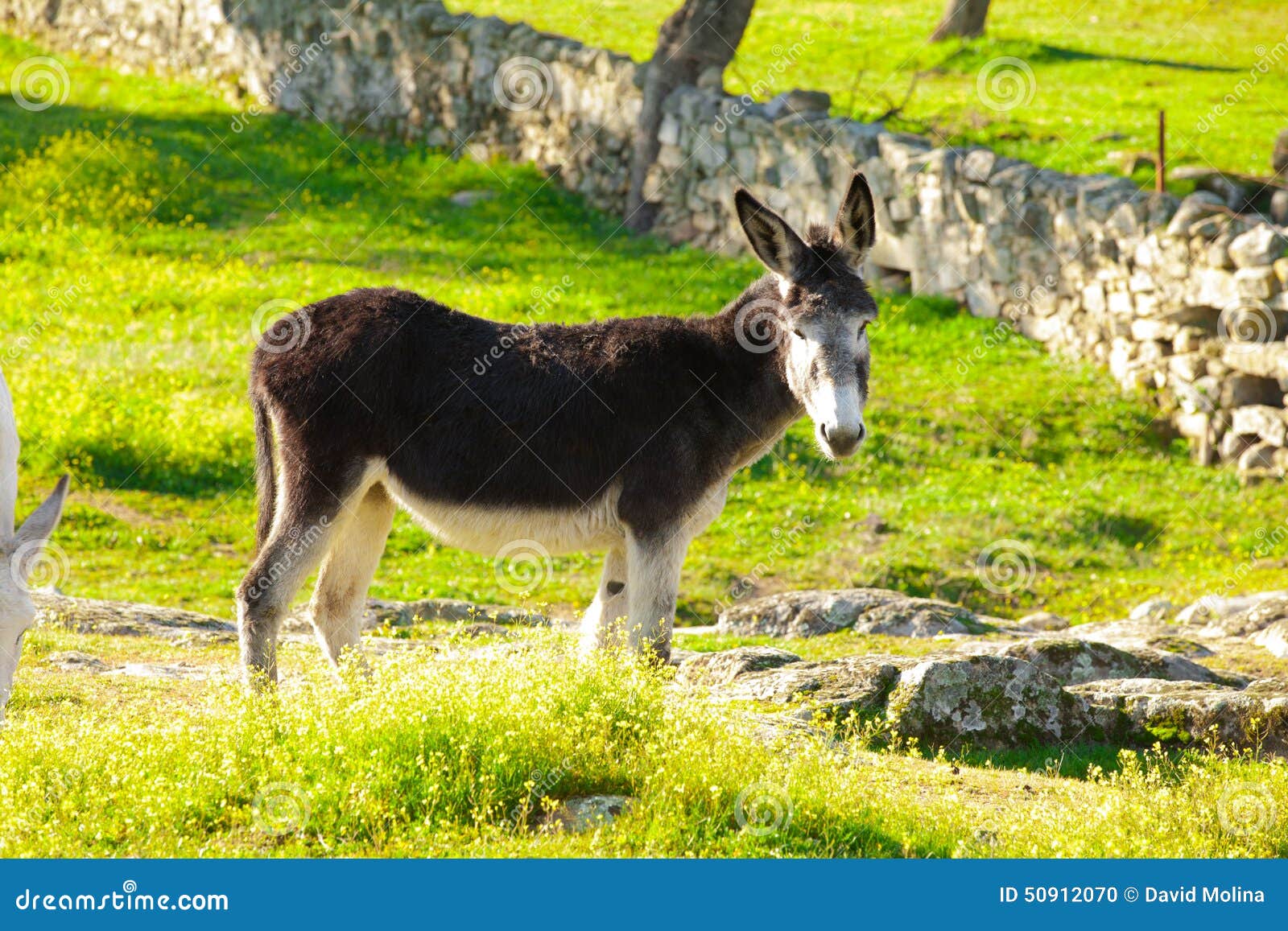 Burro negro en el campo foto de archivo. Imagen de ambiente - 50912070