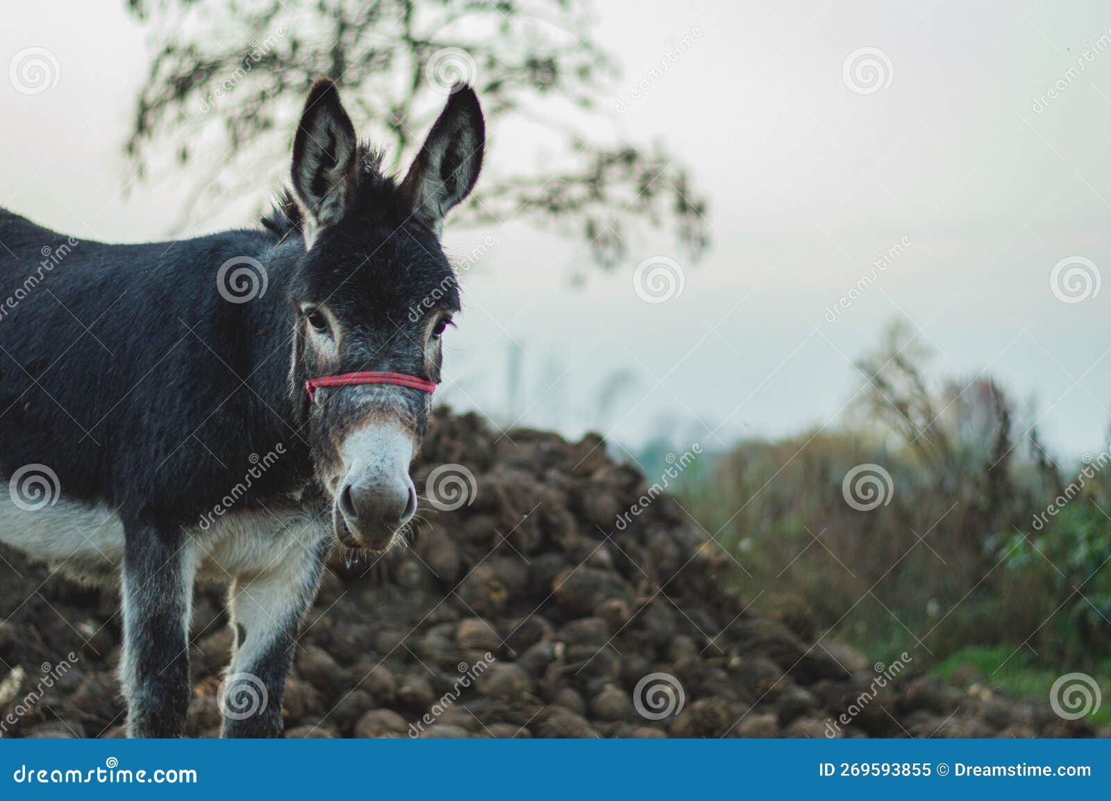 Burro negro en la granja imagen de archivo. Imagen de prado - 269593855
