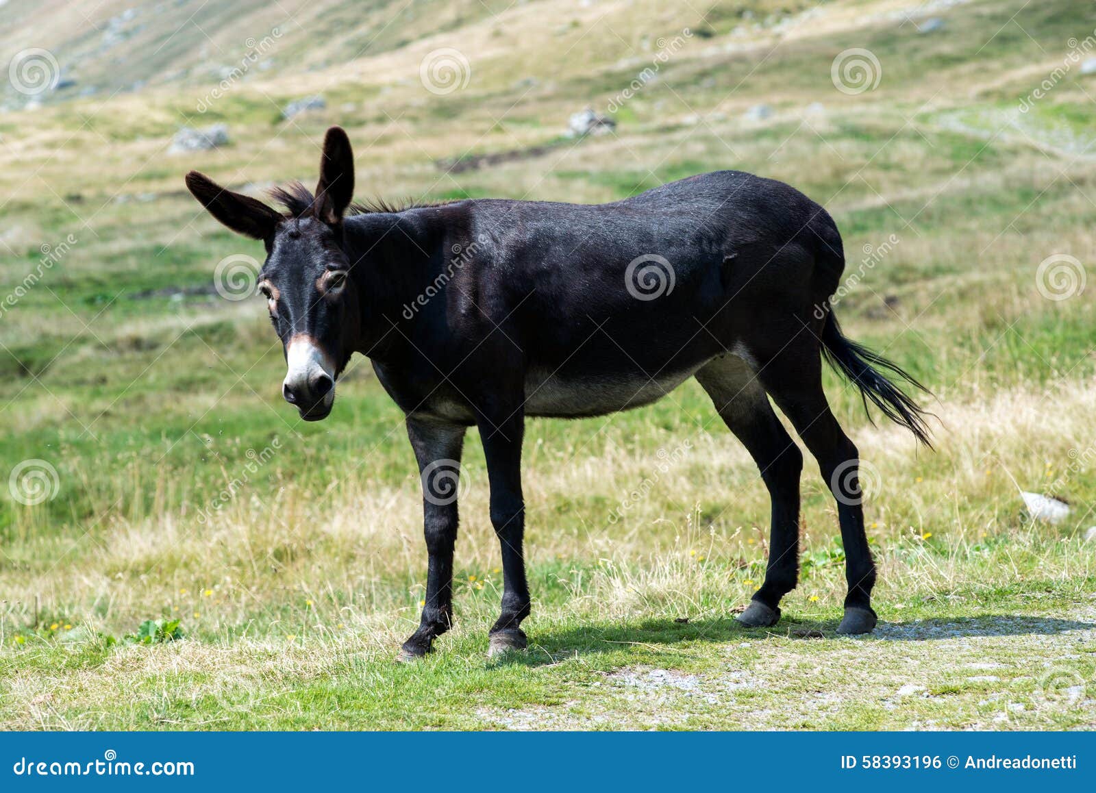 Burro Negro Salvaje En Un Pasto Foto de archivo - Imagen de alarma ...