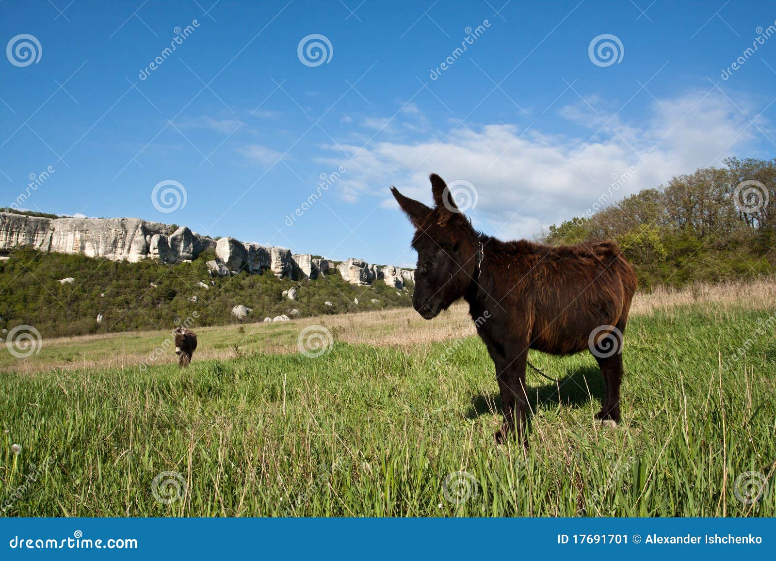 Burro no campo. imagem de stock. Imagem de paste, cara - 17691701