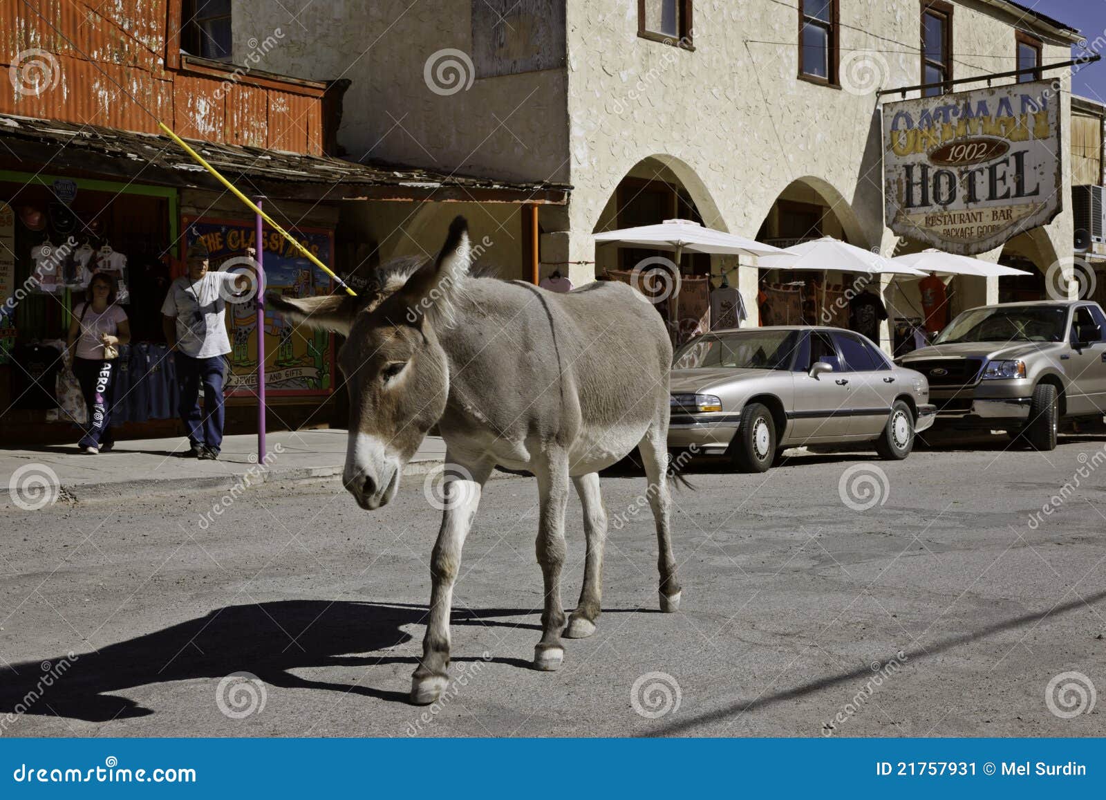 Burro Oatman, Arizona editorial photo. Image of west - 21757931