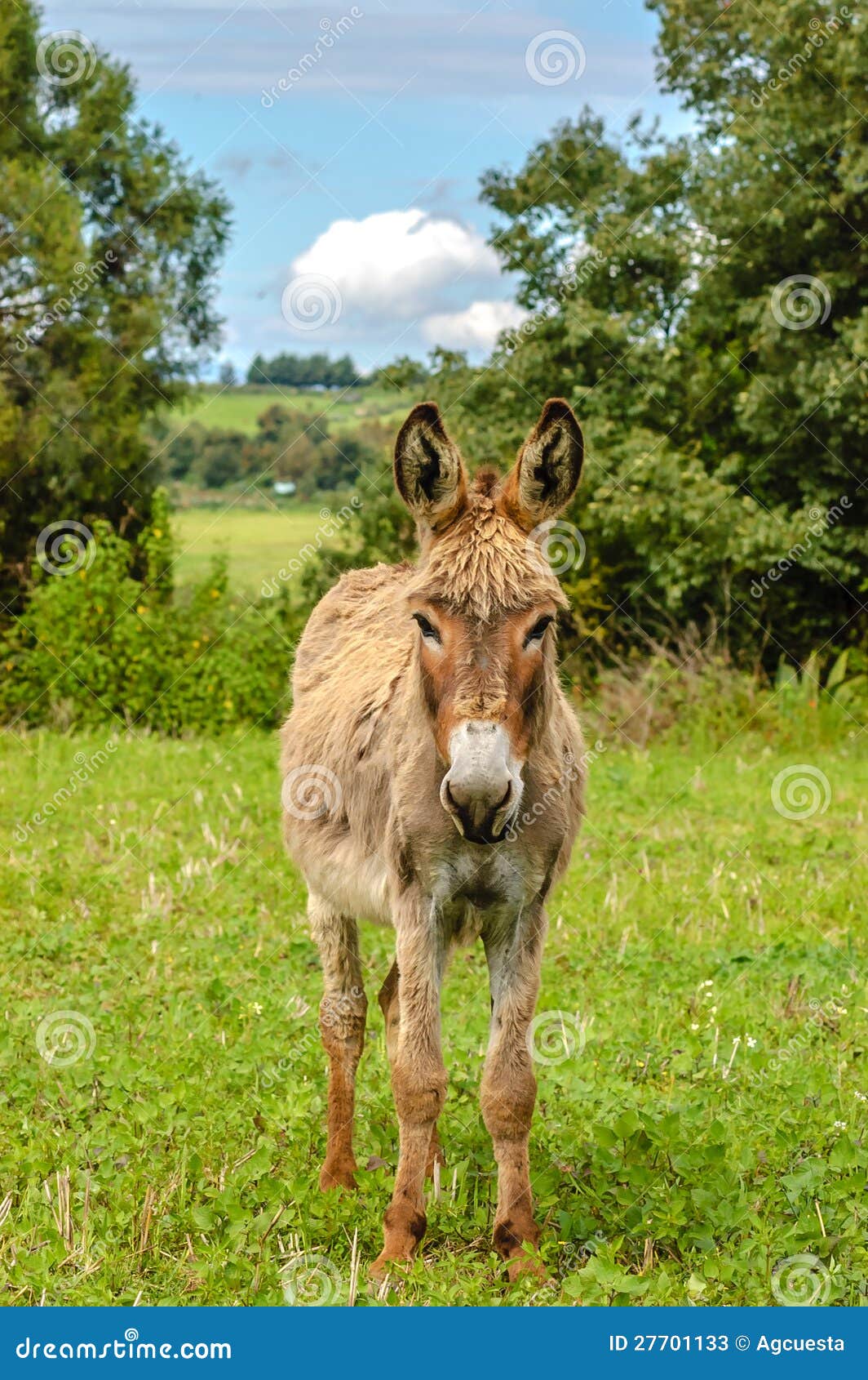 Burro peludo imagen de archivo. Imagen de prado, burro - 27701133