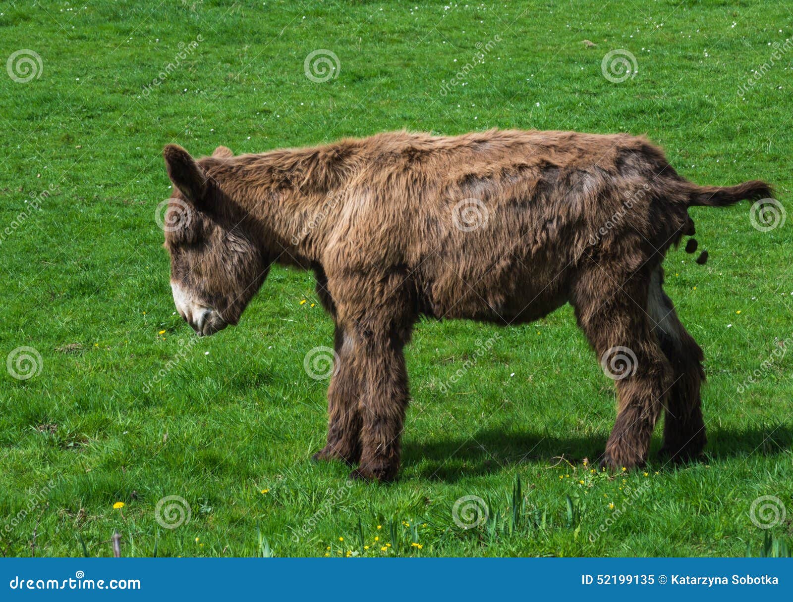 Burro pooping imagen de archivo. Imagen de frente, doméstico - 52199135