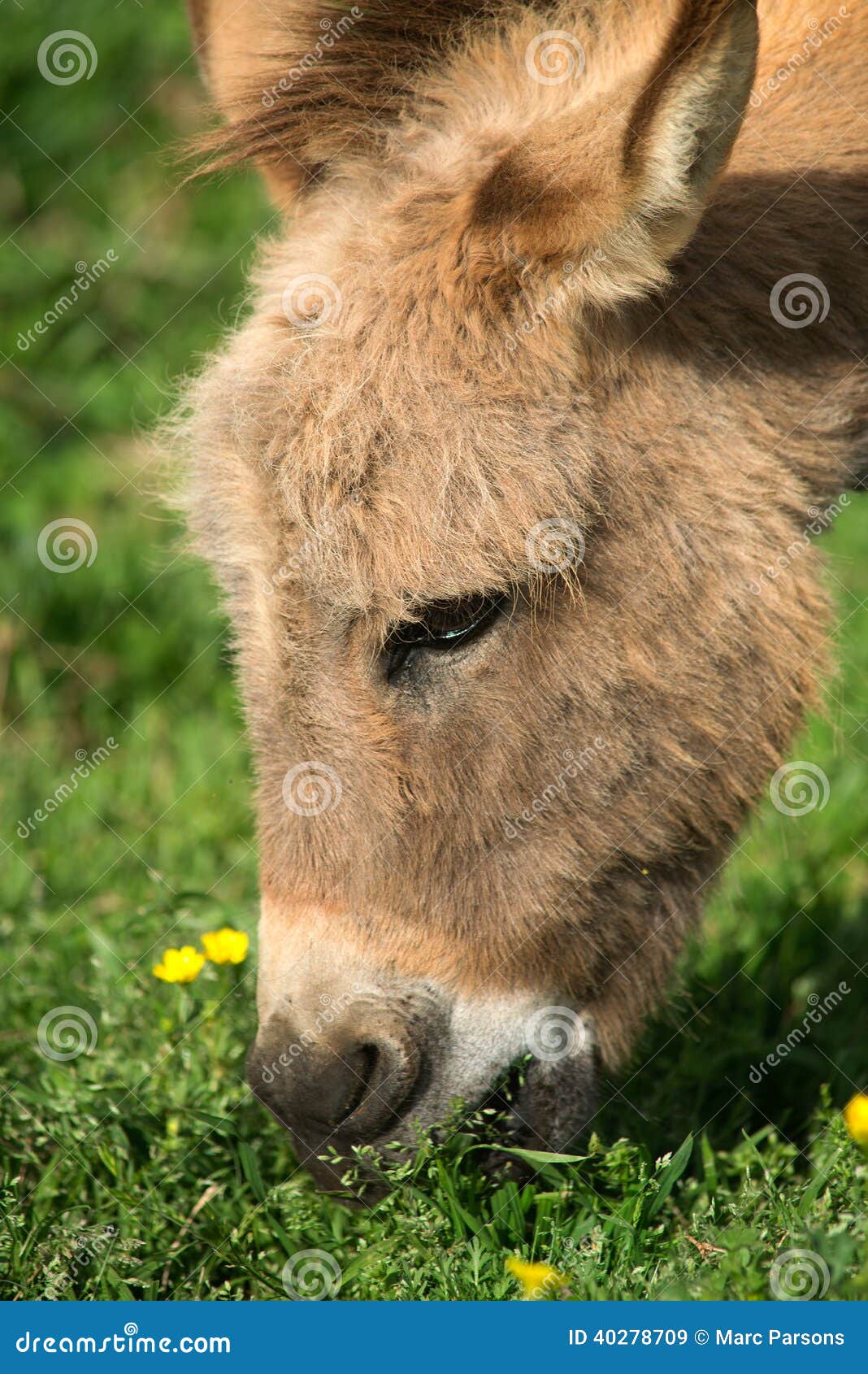 Burro Portrait stock image. Image of graze, furry, donkey - 40278709