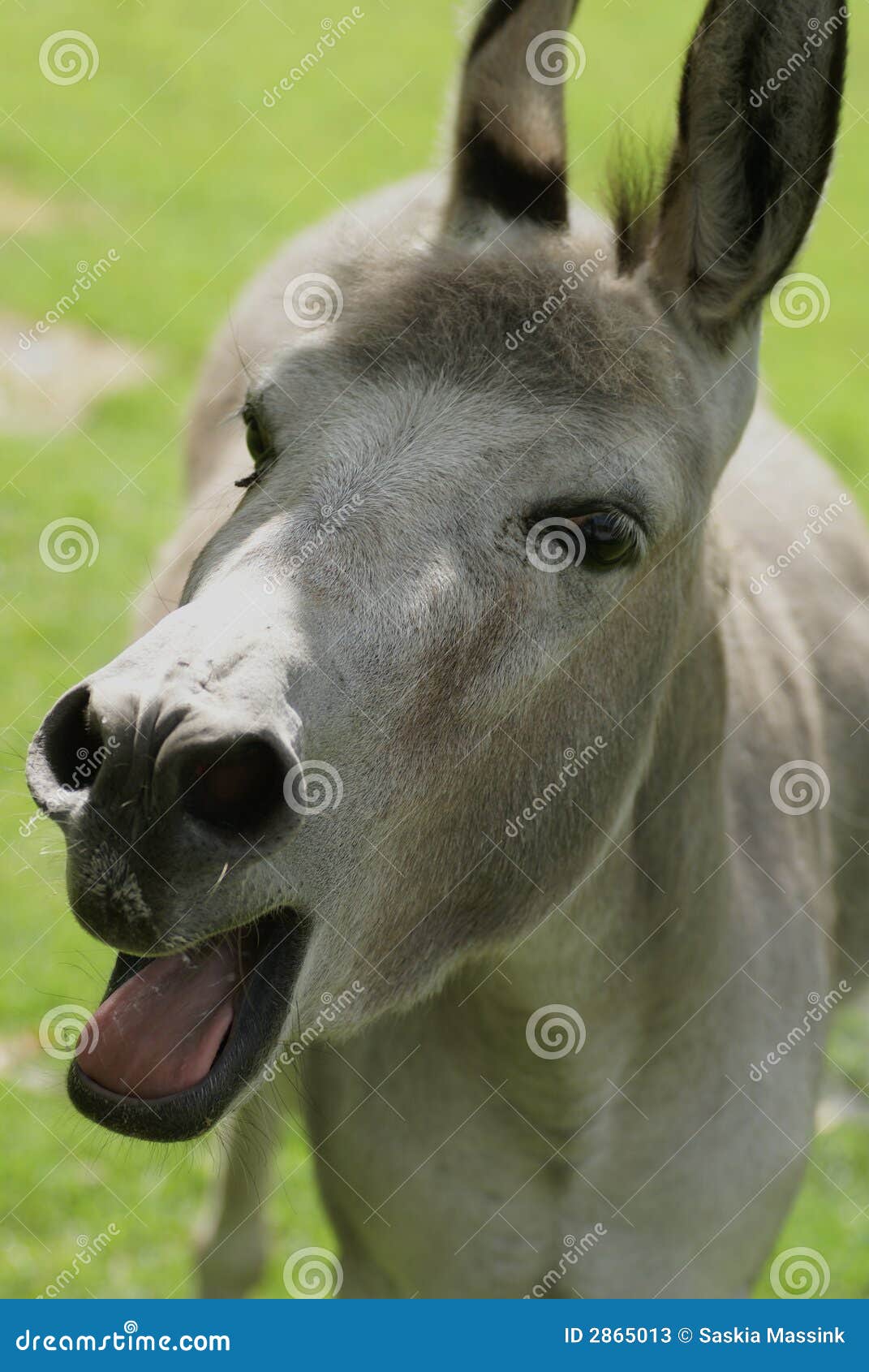 Burro que bala. imagen de archivo. Imagen de divertido - 2865013