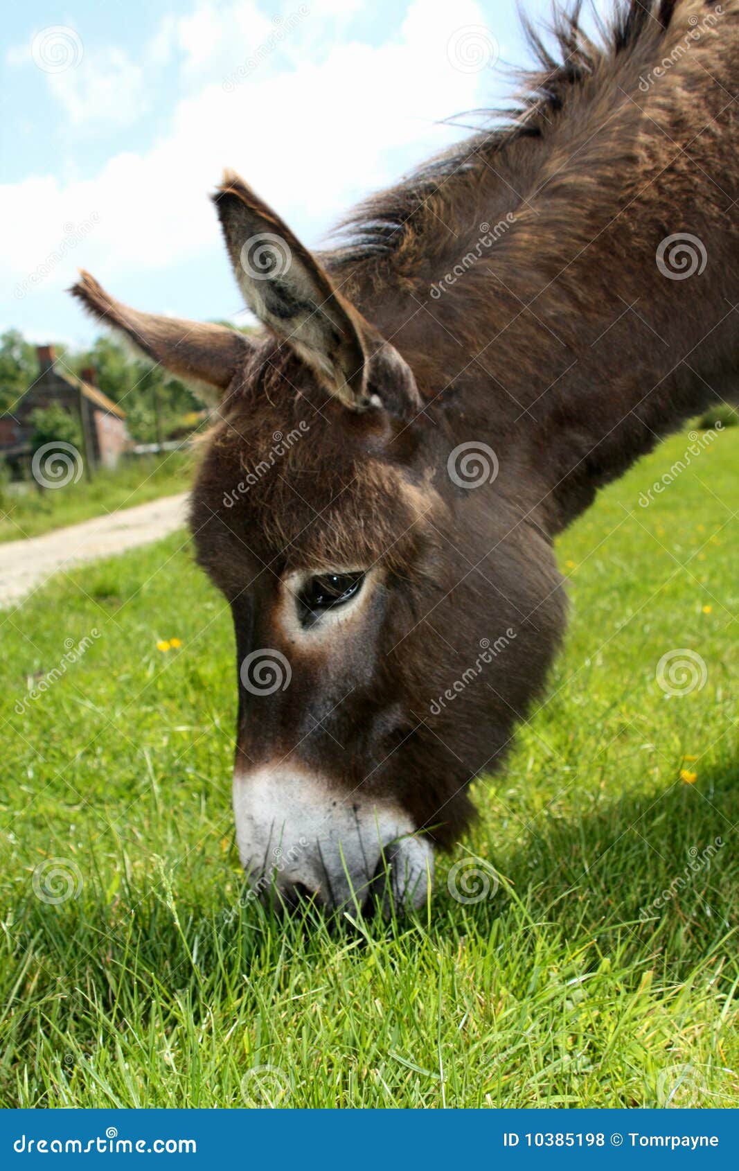 Burro que come la hierba foto de archivo. Imagen de granja - 10385198