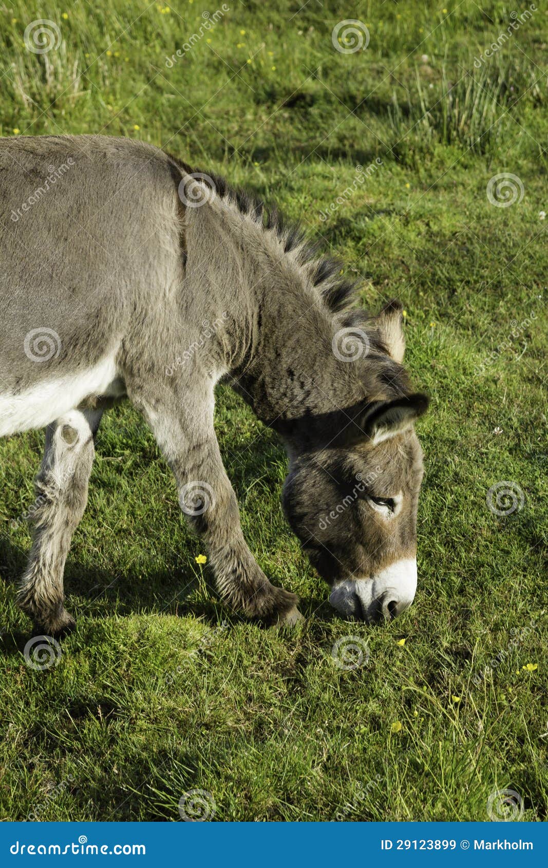 Burro que come la hierba imagen de archivo. Imagen de ganado - 29123899
