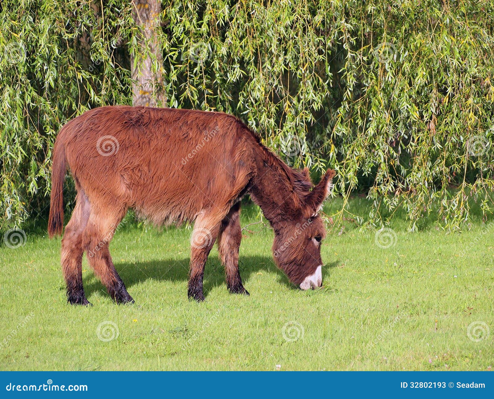 Burro que come la hierba imagen de archivo. Imagen de francia - 32802193