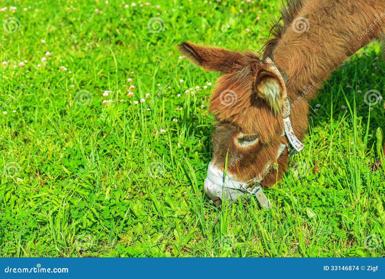 Burro que come la hierba foto de archivo. Imagen de cabra - 33146874