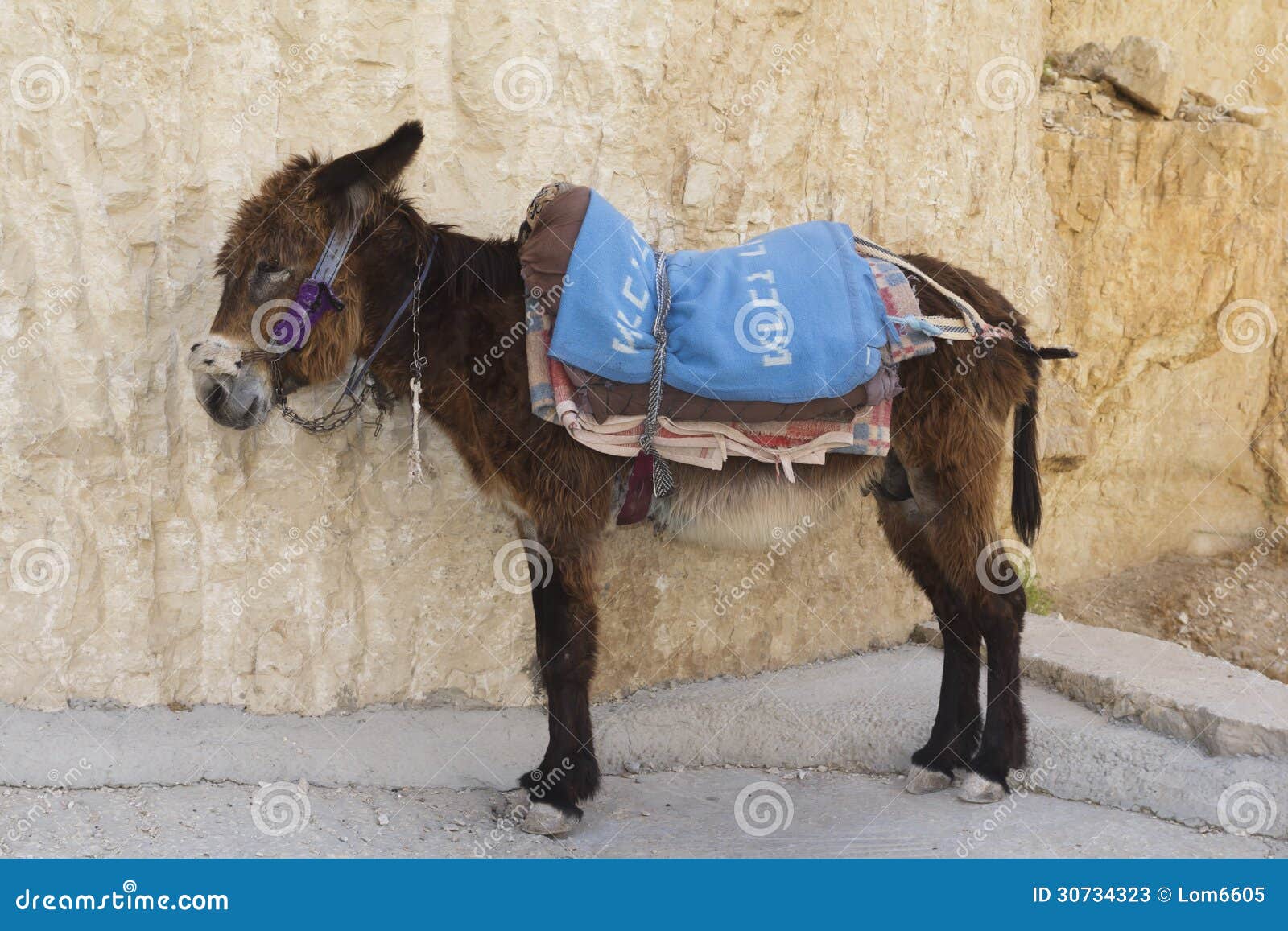 Burro Que Descansa En La Roca Imagen de archivo - Imagen de animal ...