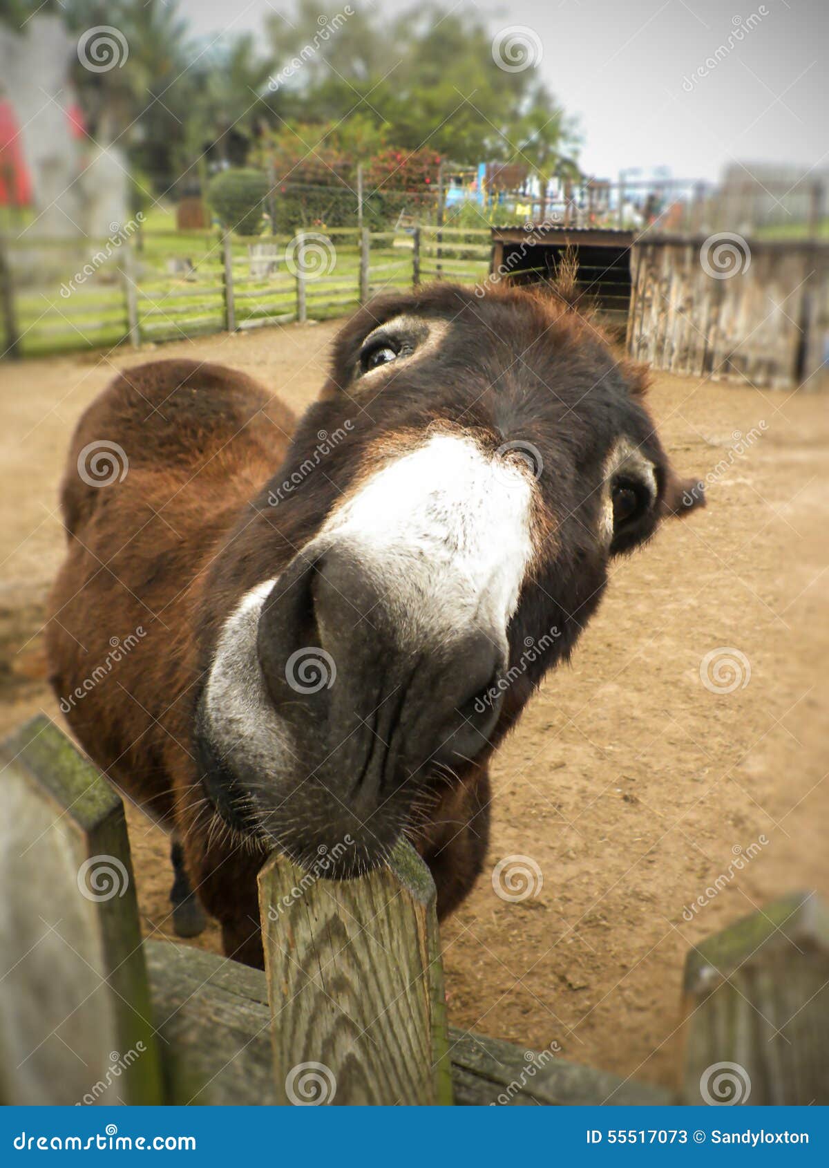 Burro que mastica la cerca imagen de archivo. Imagen de mascotas - 55517073