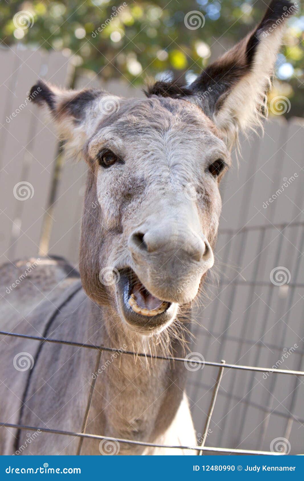 Burro que rebuzna foto de archivo. Imagen de exterior - 12480990