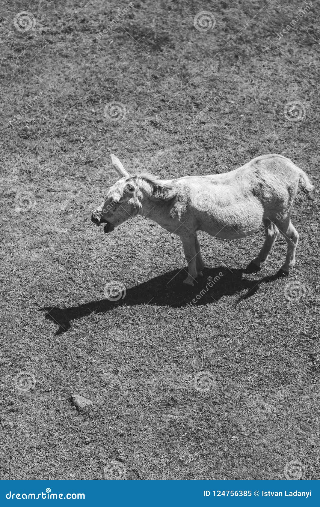 Burro que relincha imagen de archivo. Imagen de relinche - 124756385