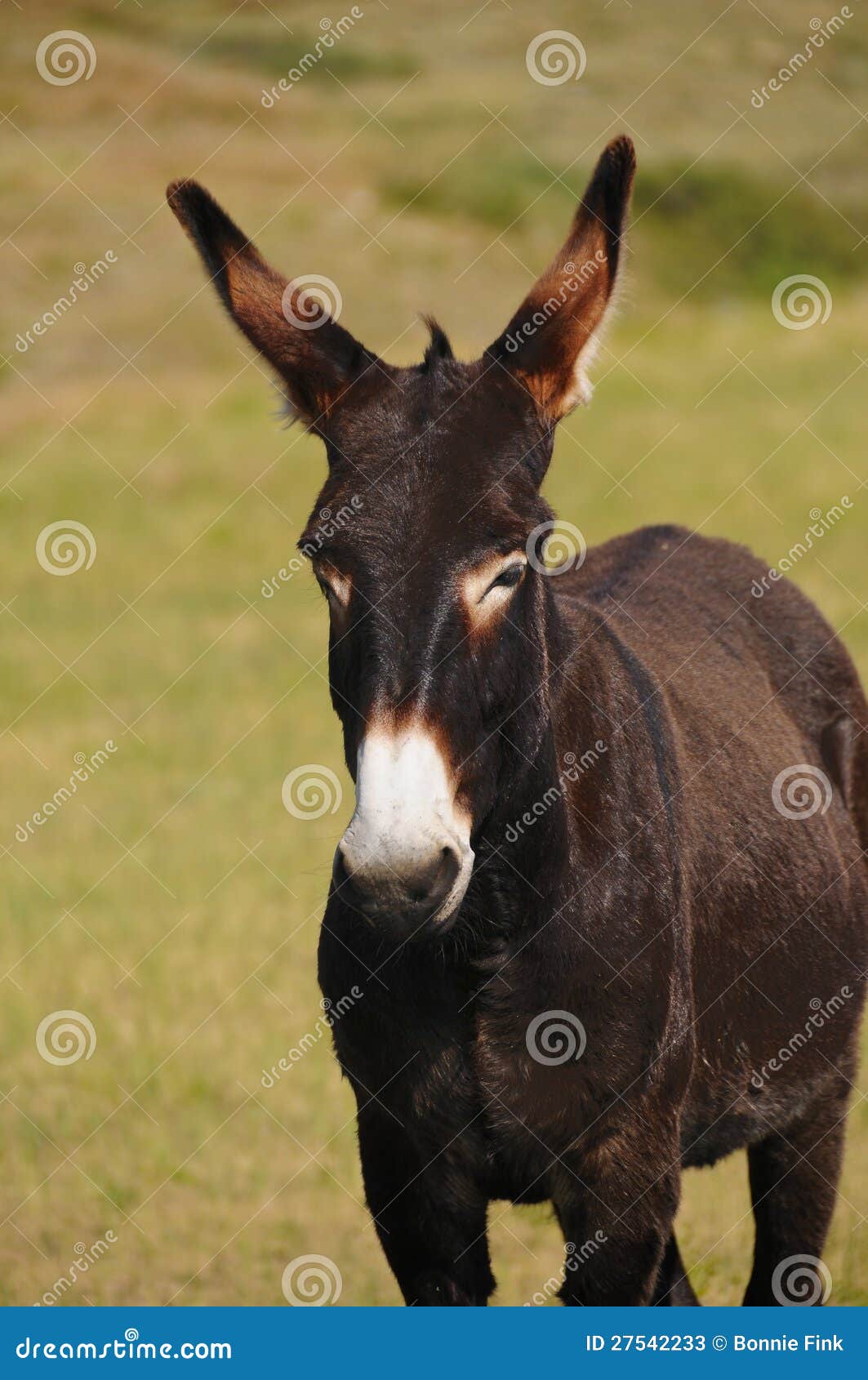 Burro salvaje imagen de archivo. Imagen de animal, dakota - 27542233