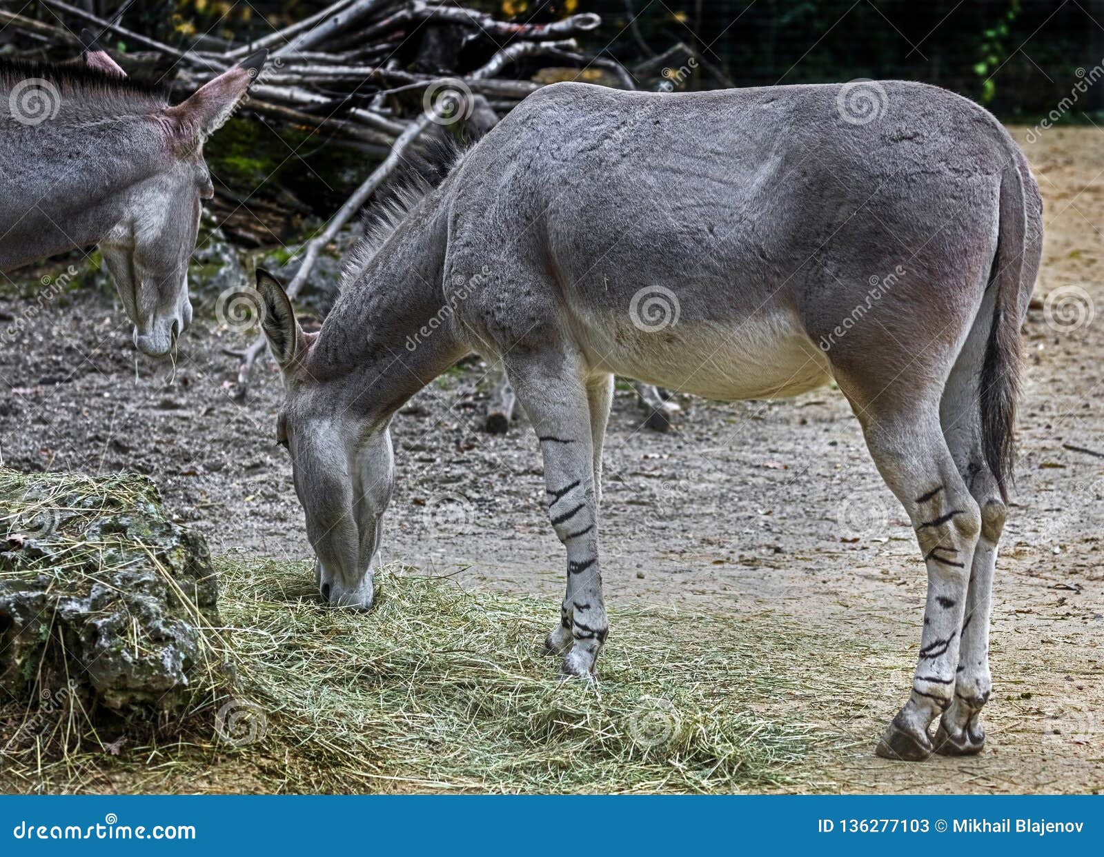 706 Burro Salvaje Africano Fotos - Libres de Derechos y Gratuitas de ...