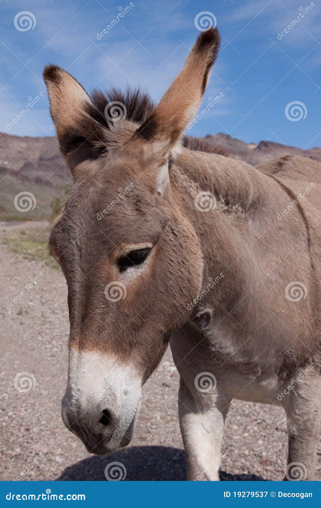 Burro Salvaje Cerca De Oatman, Arizona Imagen de archivo - Imagen de ...