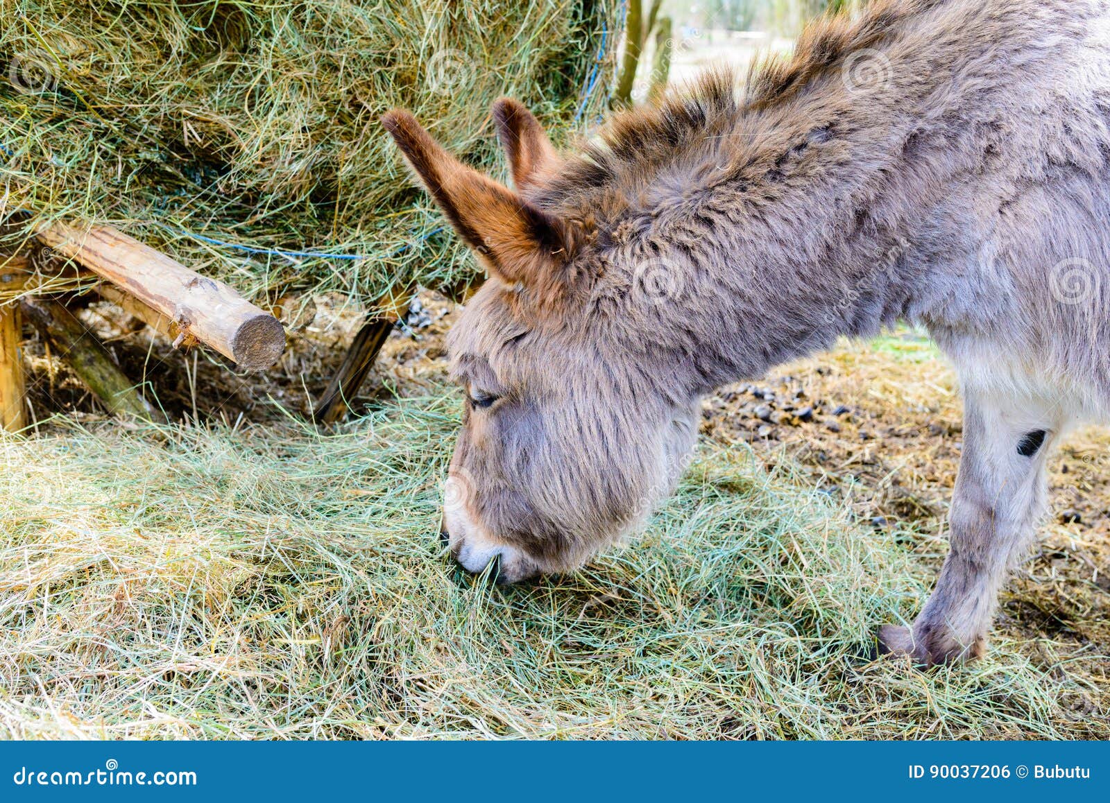 Burro salvaje en el pasto foto de archivo. Imagen de mirando - 90037206