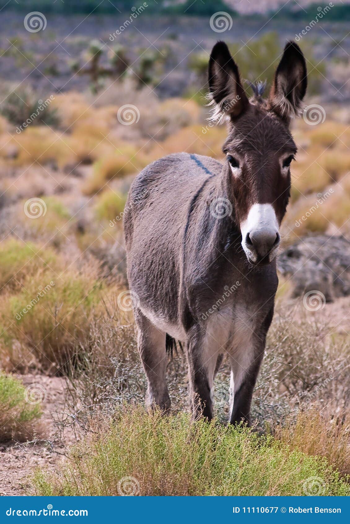 Burro selvagem imagem de stock. Imagem de asno, deserto - 11110677