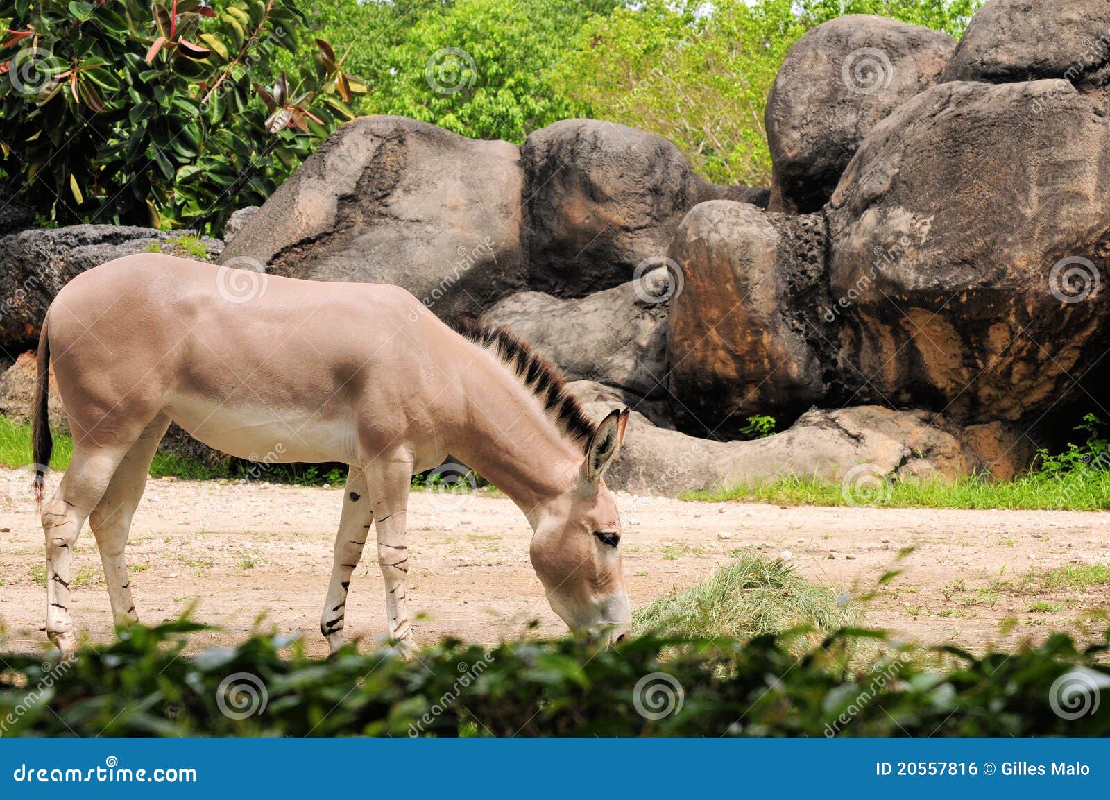 Burro selvagem foto de stock. Imagem de somaliano, fardo - 20557816