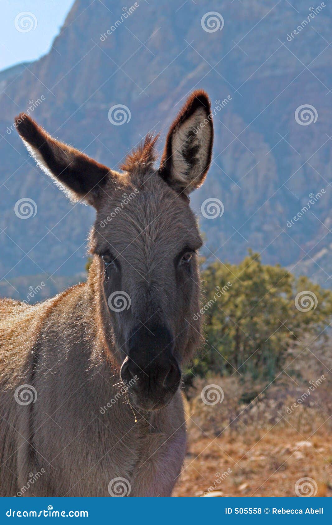 Burro selvagem foto de stock. Imagem de burros, selvagem - 505558