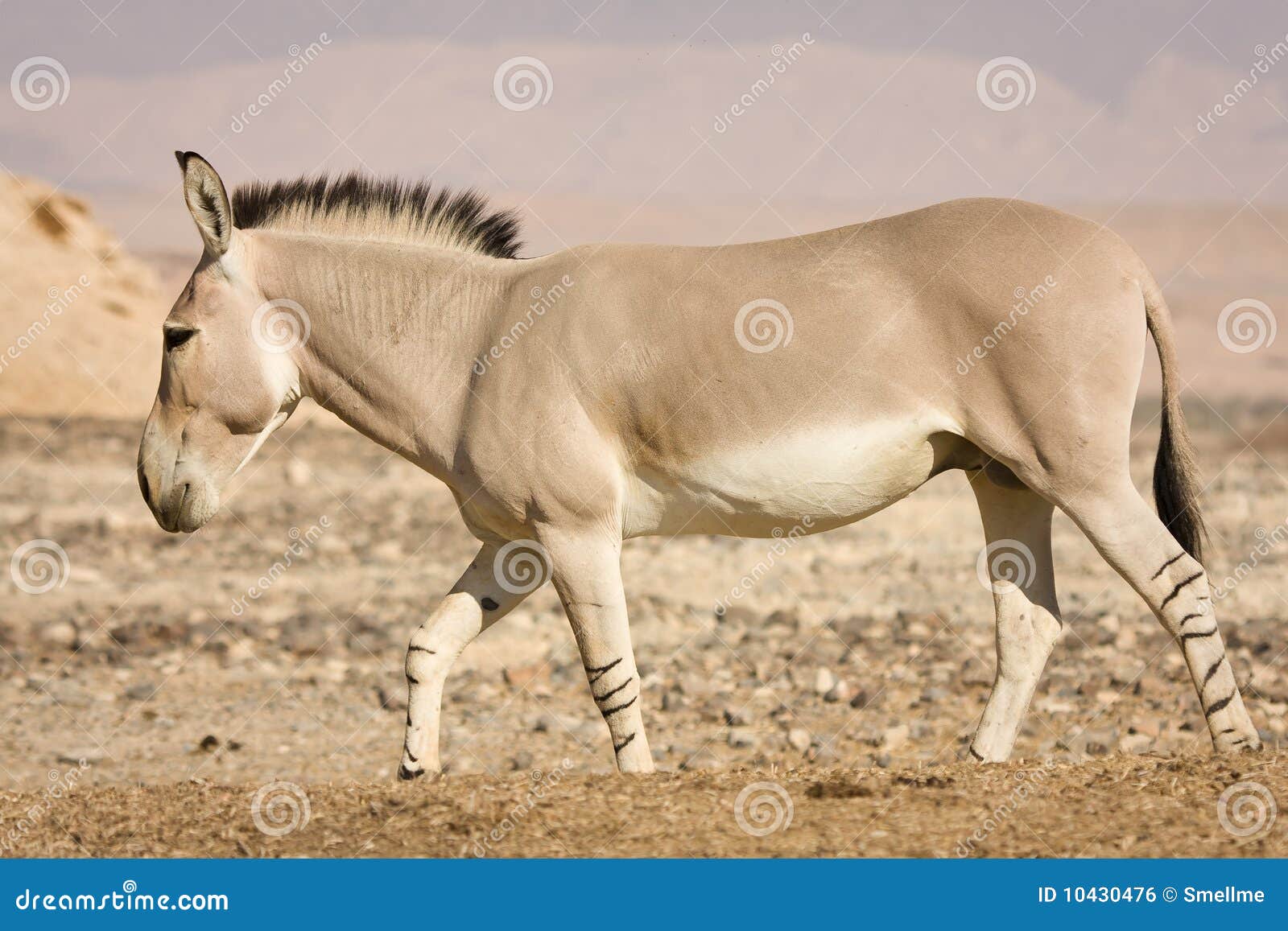 Burro selvagem africano foto de stock. Imagem de listras - 10430476