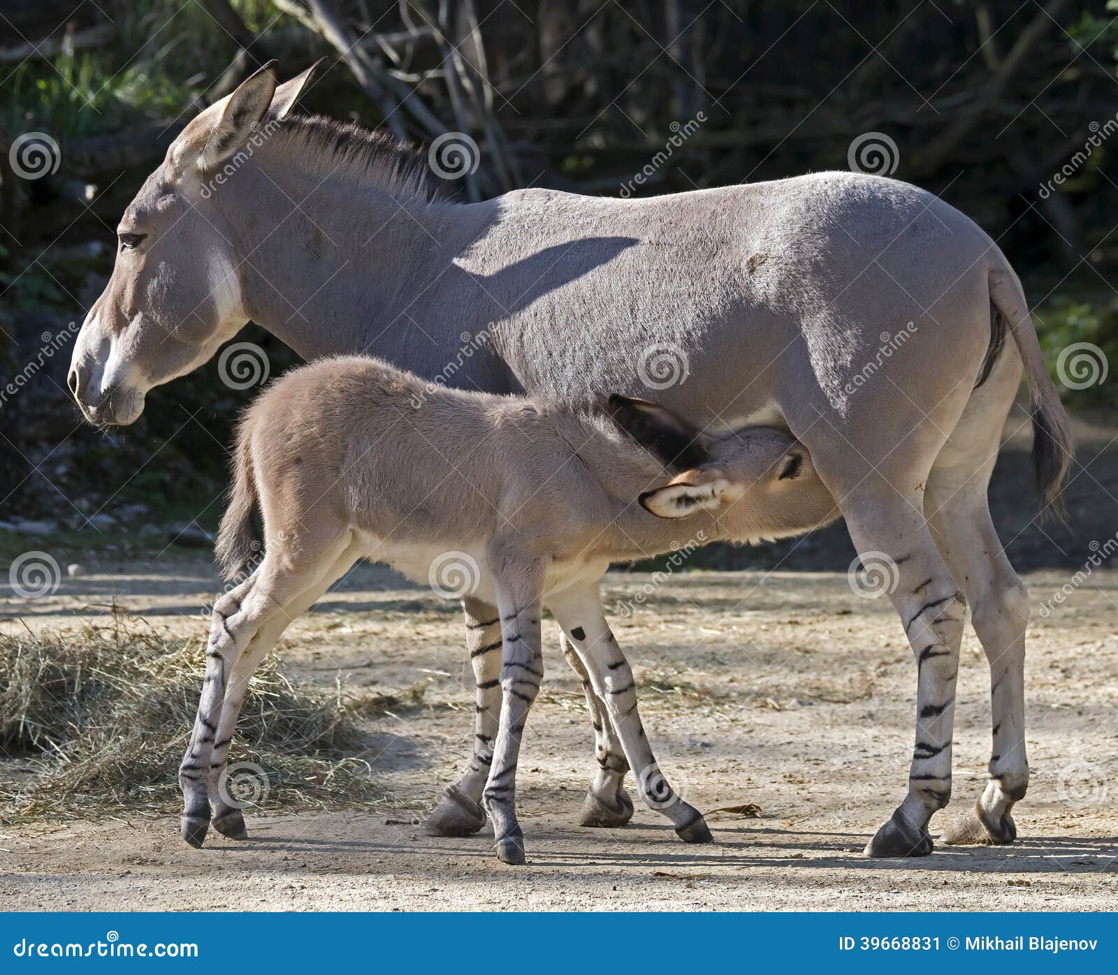 Burro selvagem africano imagem de stock. Imagem de capa - 39668831