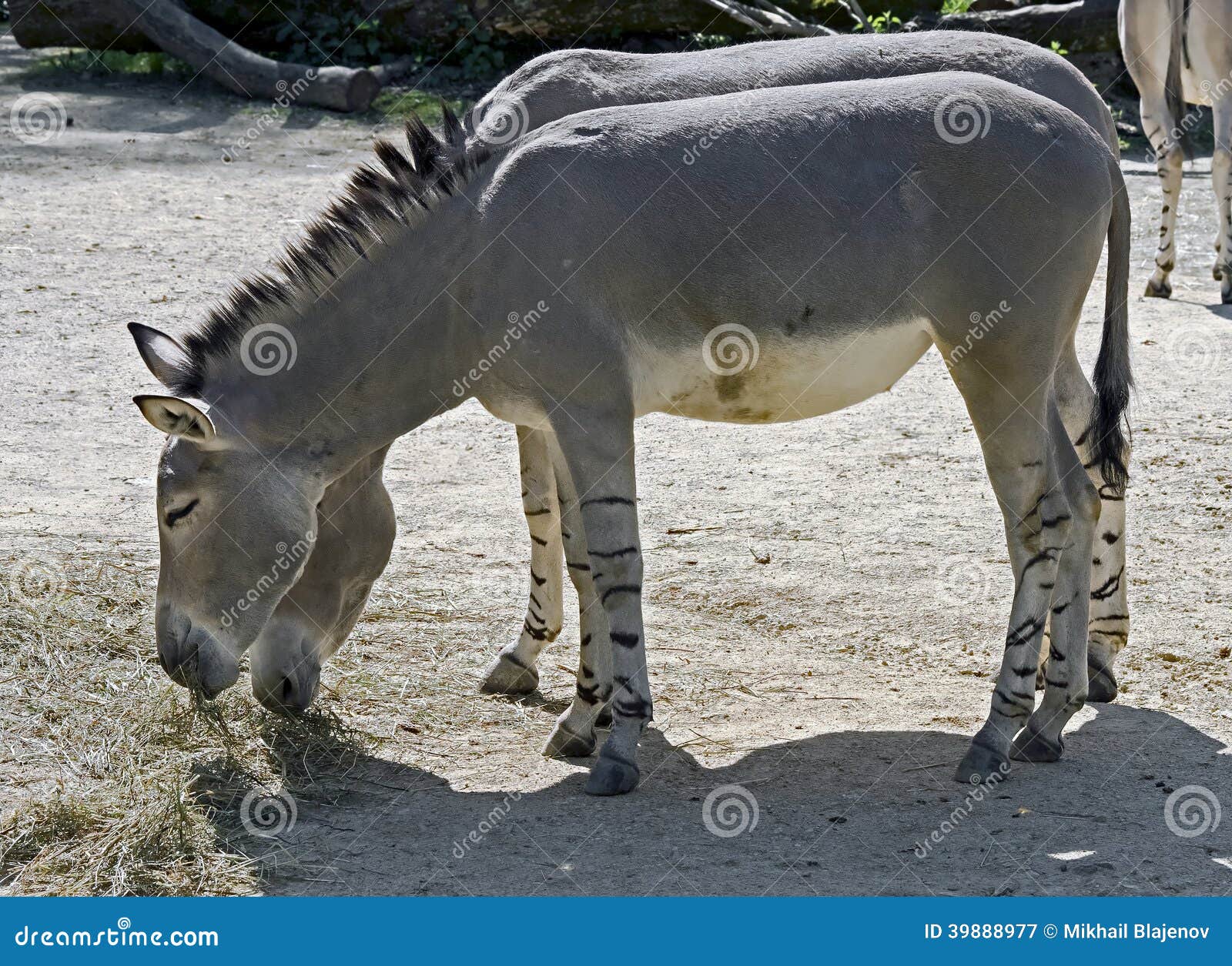 Burro selvagem africano imagem de stock. Imagem de feno - 39888977