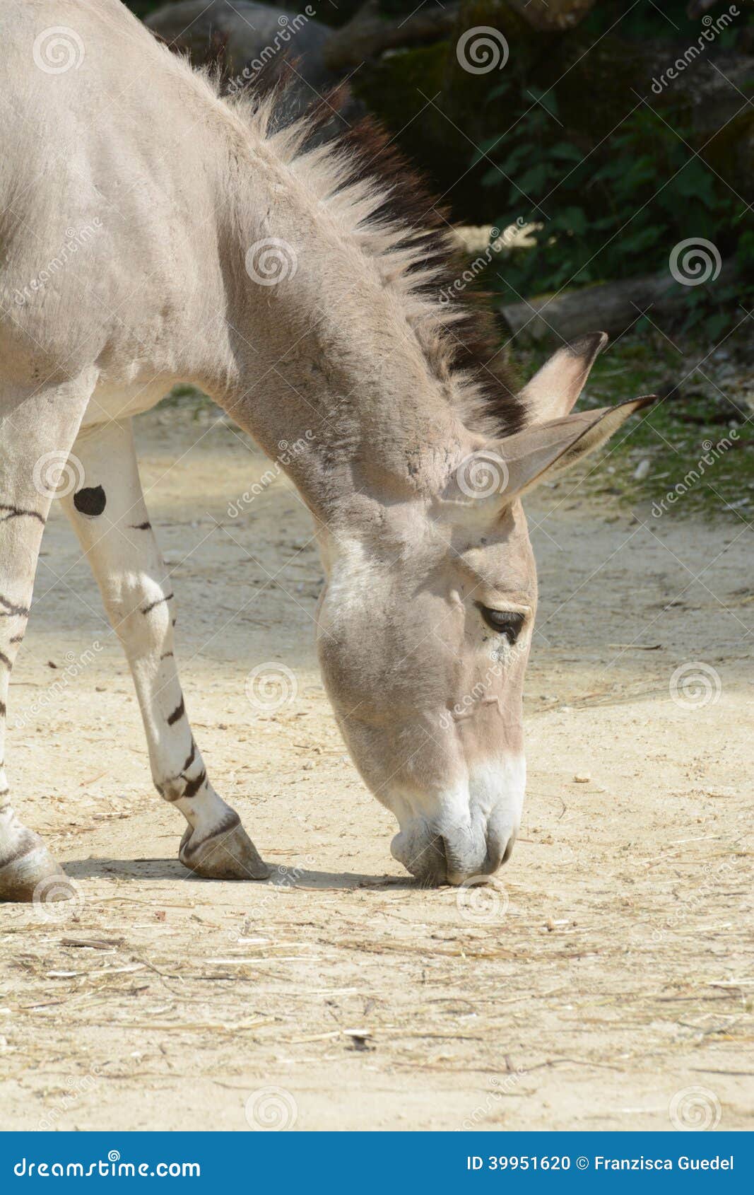 Burro selvagem africano foto de stock. Imagem de protegido - 39951620