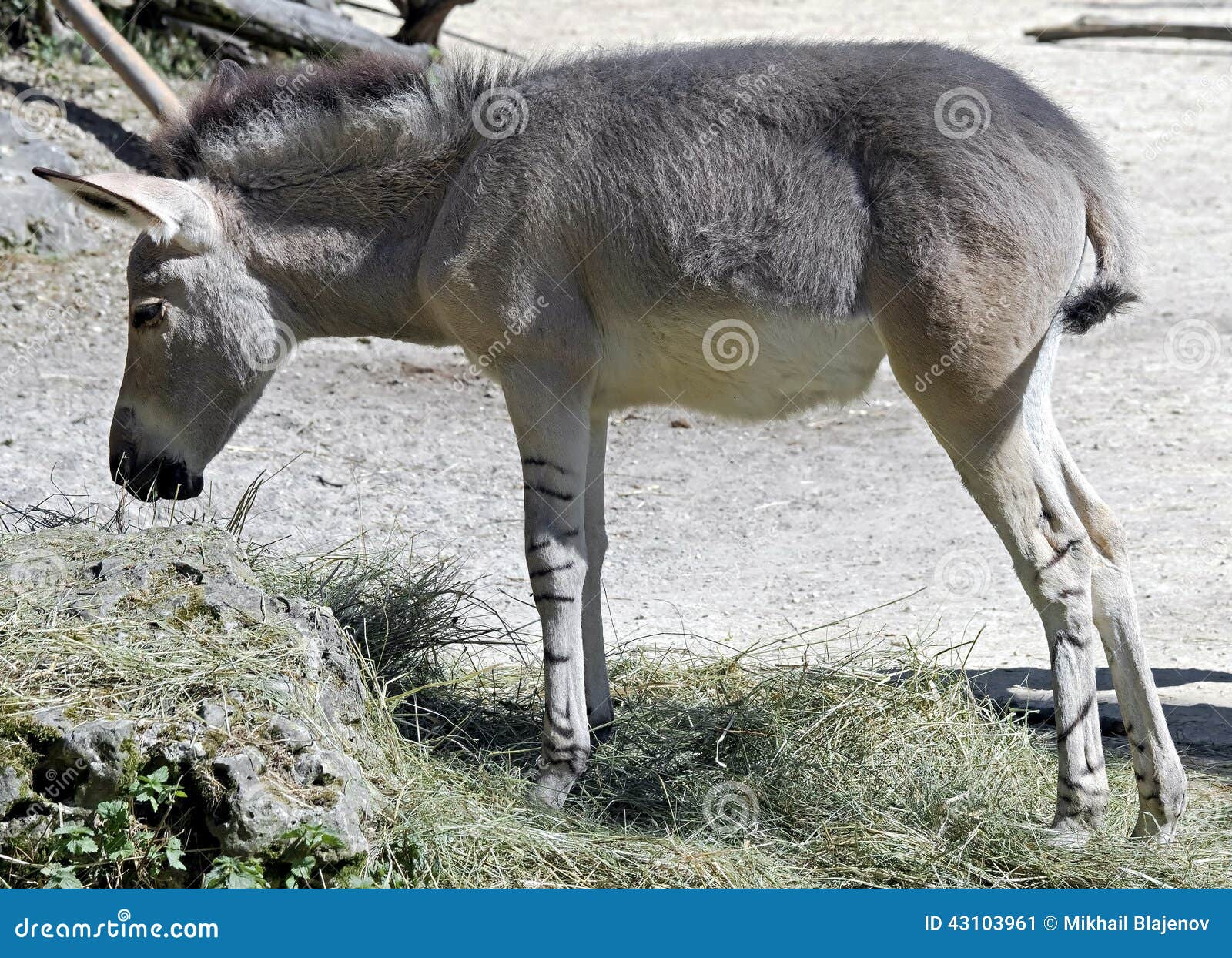 Burro selvagem africano imagem de stock. Imagem de cabelo - 43103961