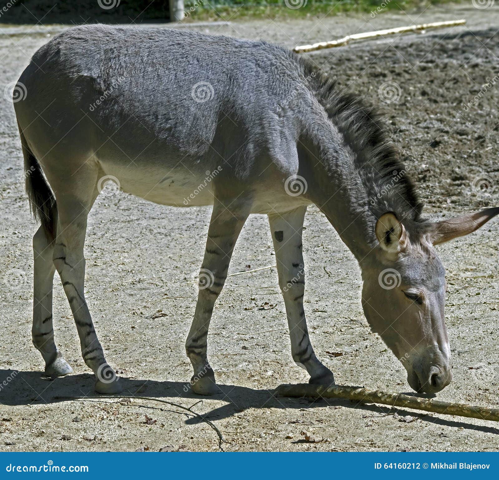 Burro selvagem africano 9 foto de stock. Imagem de cabelo - 64160212