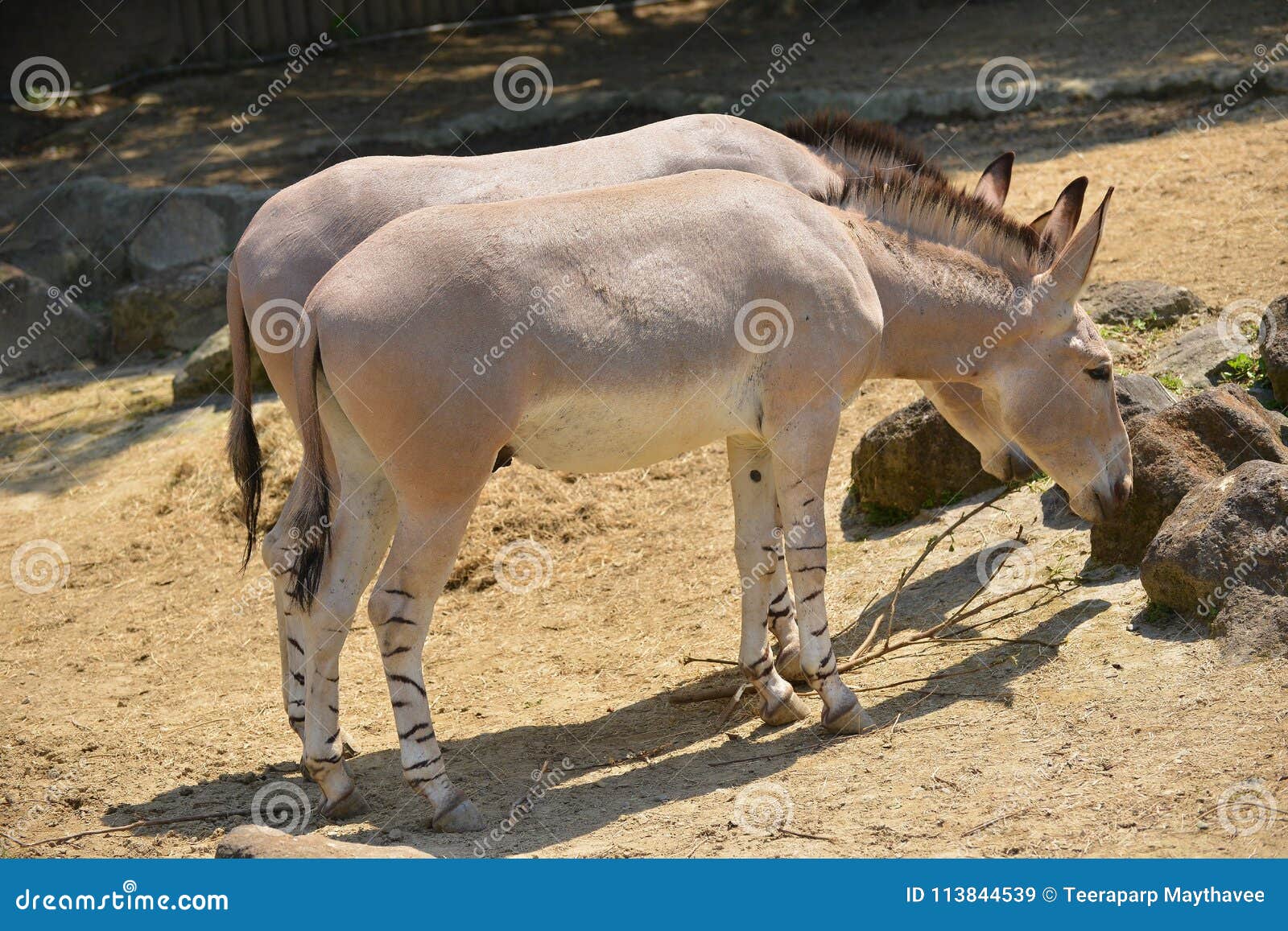 Burro Selvagem Africano Ou Asno Selvagem Africano Imagem de Stock ...
