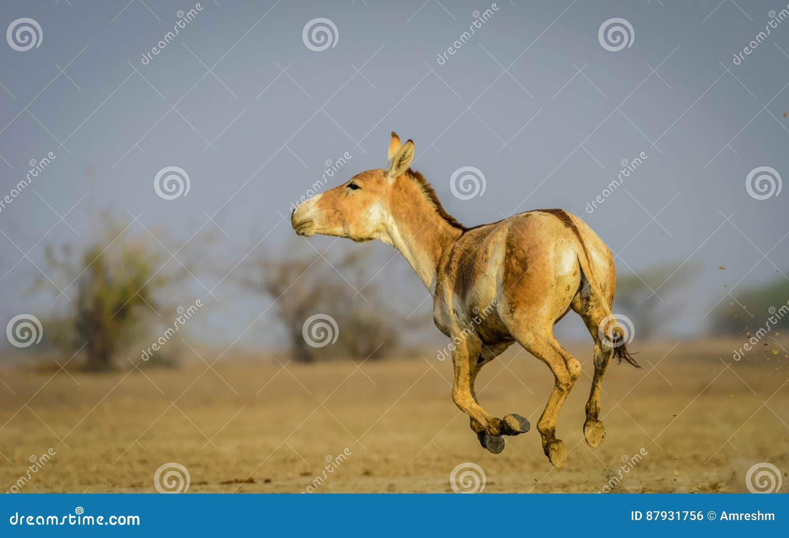 Burro Selvagem Indiano Running Foto de Stock - Imagem de matriz ...