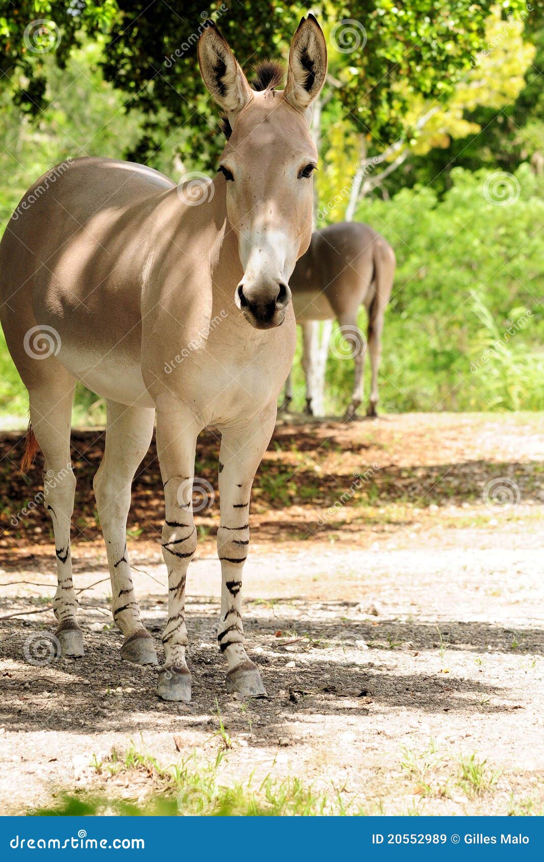 Burro selvagem somaliano imagem de stock. Imagem de wildlife - 20552989