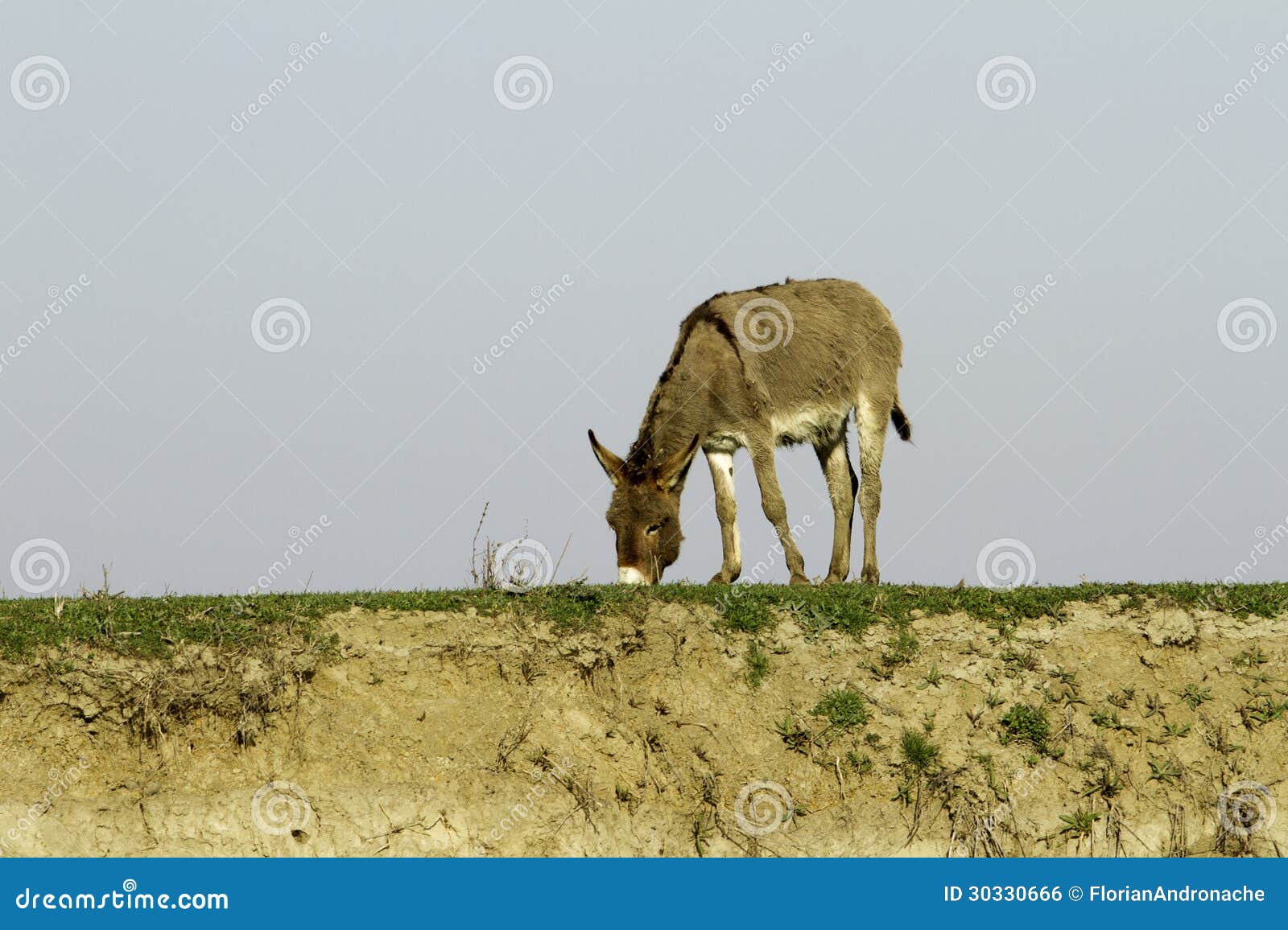 Burro Semi-salvaje Que Come La Hierba Foto de archivo - Imagen de cara ...