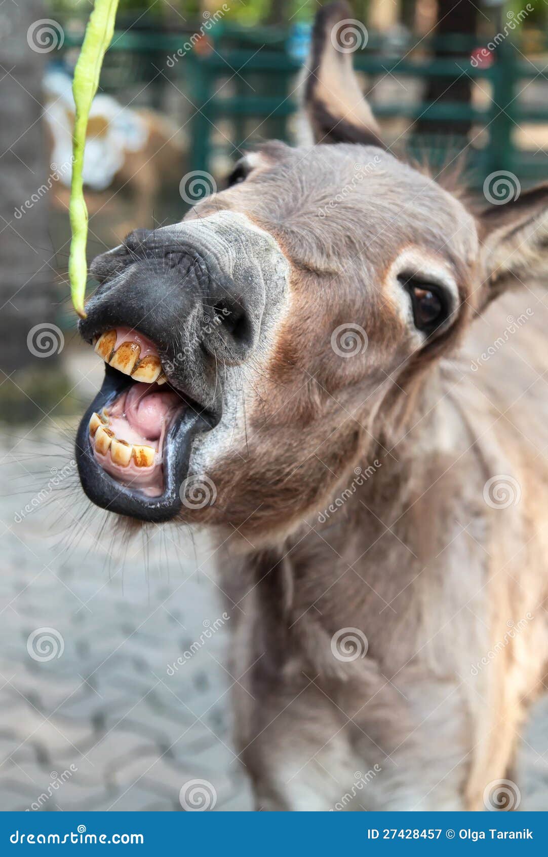 Burro sonriente imagen de archivo. Imagen de animales - 27428457