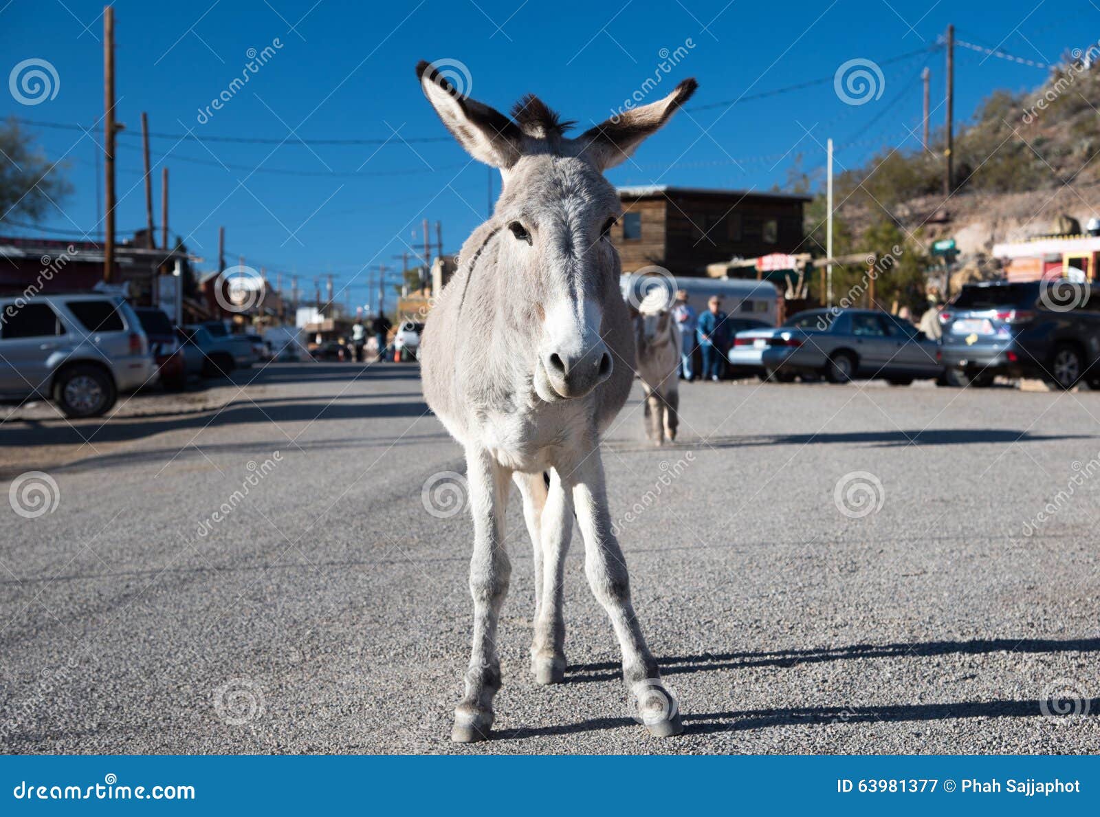 Burro Standing at Oatman Ghost Town Stock Image - Image of oatman ...