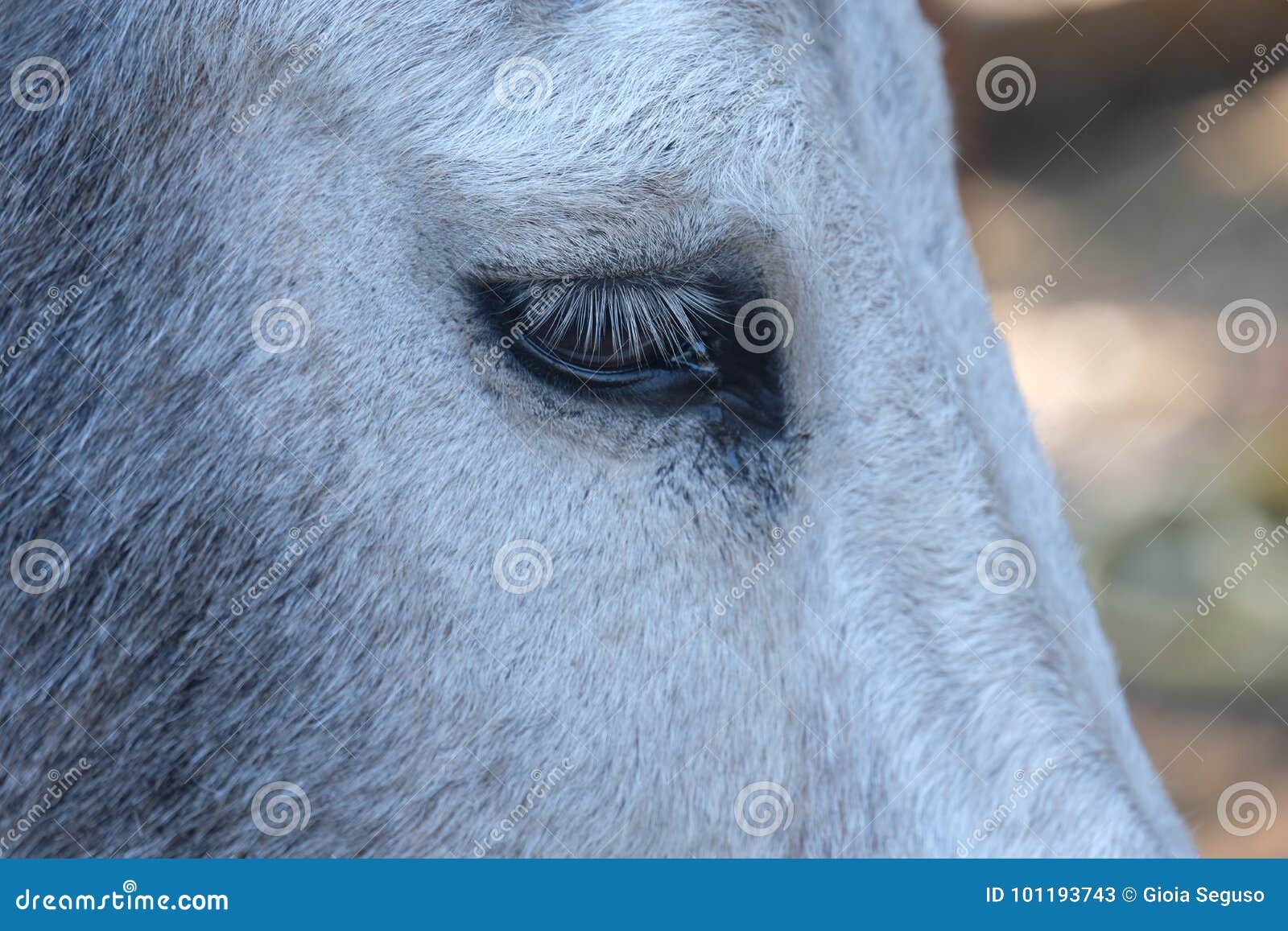 Burro triste imagen de archivo. Imagen de triste, bozal - 101193743