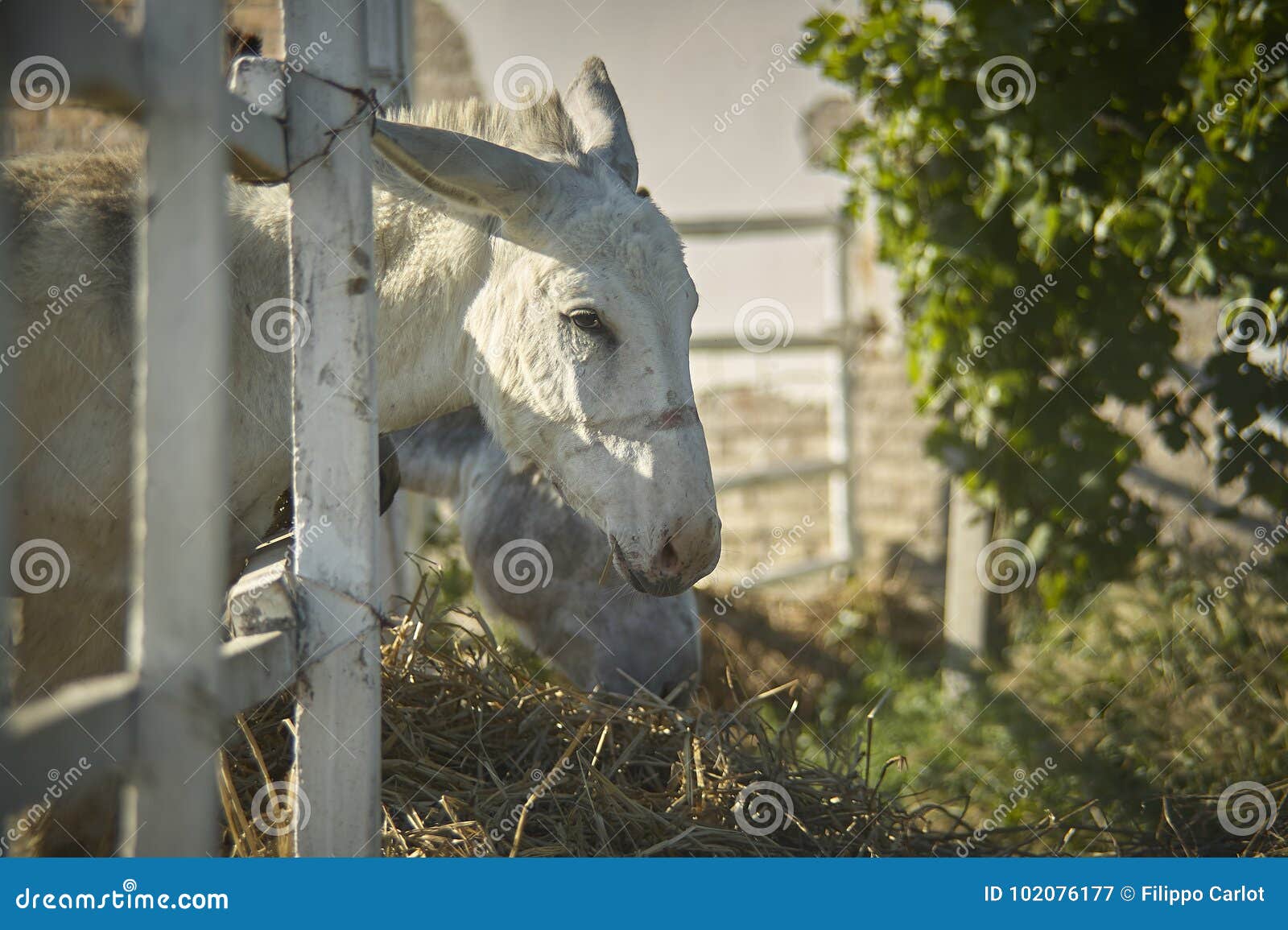 Burro triste imagen de archivo. Imagen de blanco, granja - 102076177