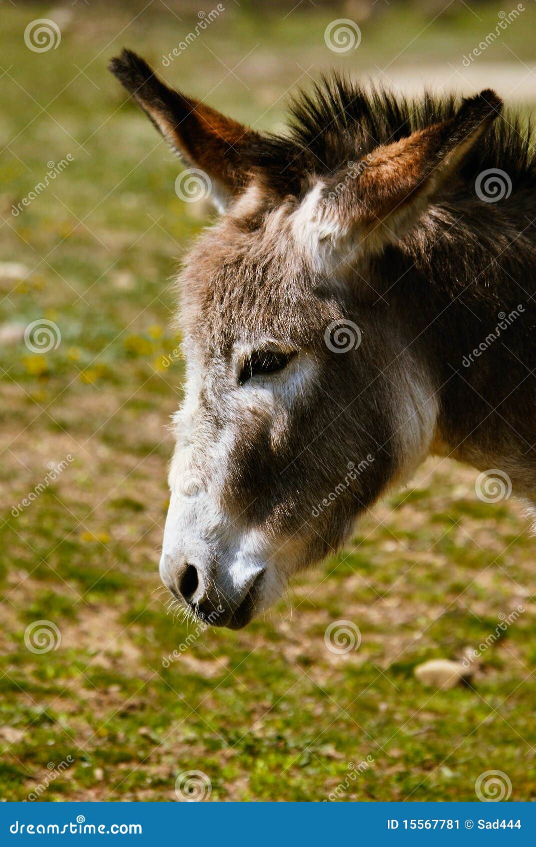 Burro triste imagen de archivo. Imagen de cubo, pasto - 15567781
