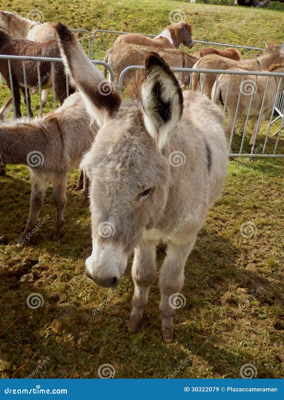 Burro triste imagen de archivo. Imagen de criatura, piel - 30322079