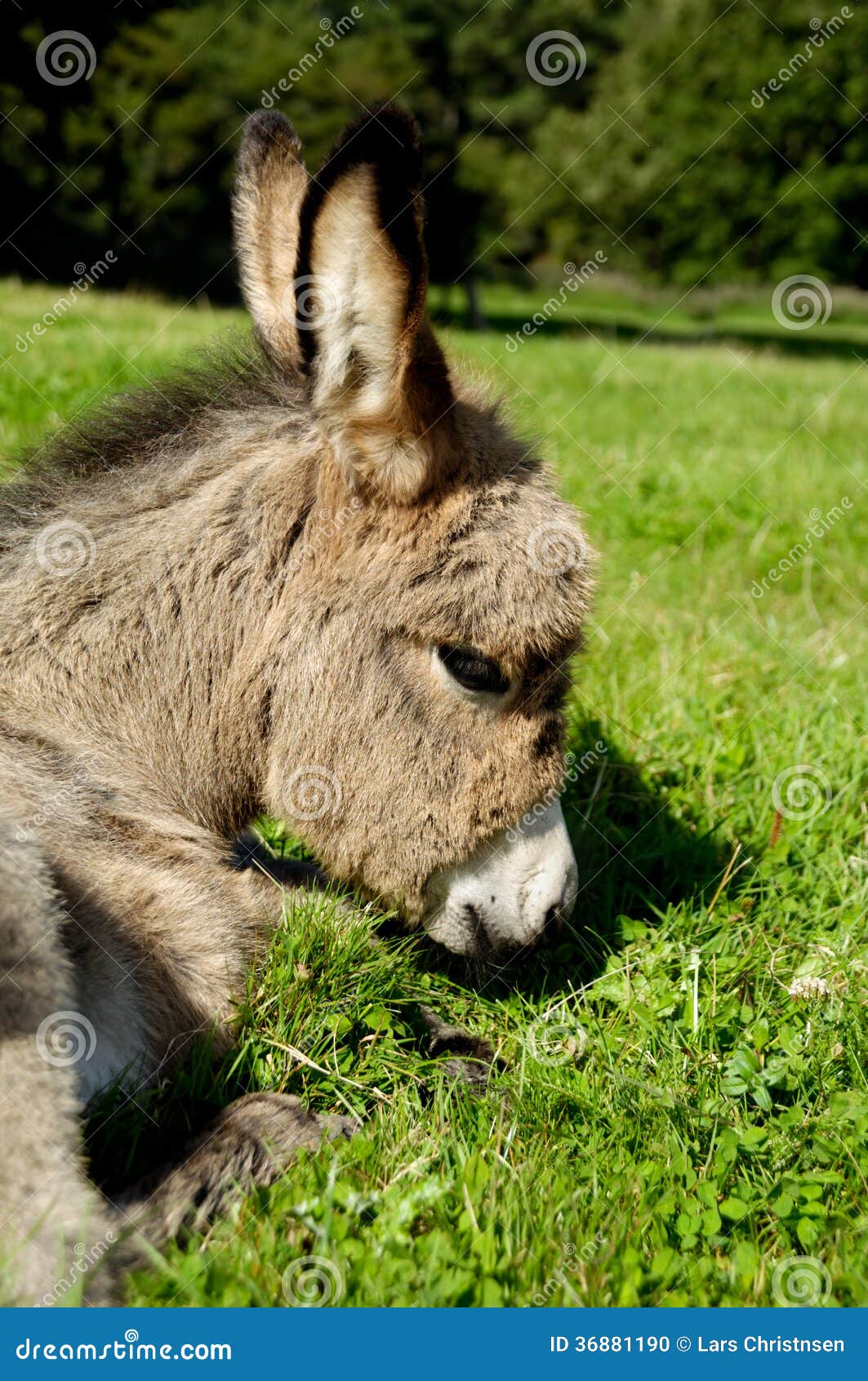 Burro triste foto de archivo. Imagen de hierba, dulce - 36881190