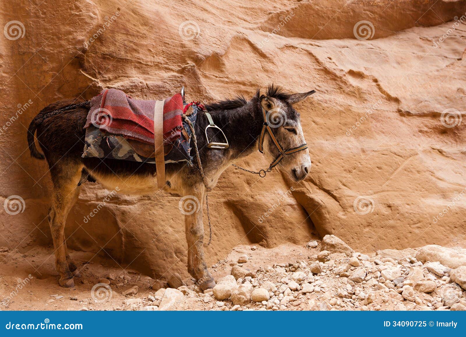 Burro triste cansado imagen de archivo. Imagen de detalles - 34090725