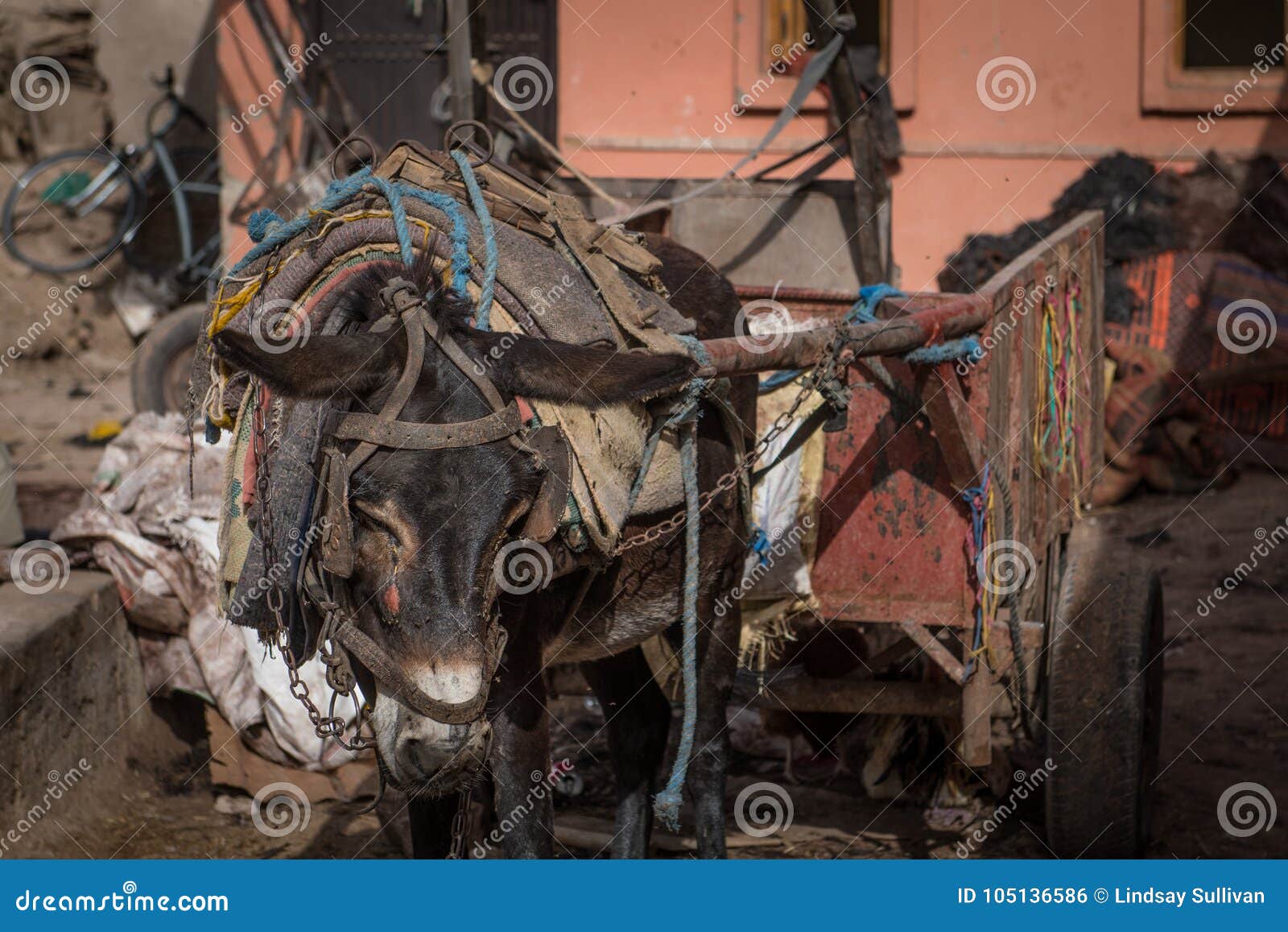 Burro Triste En Una Curtiduría De Marrakesh Foto de archivo - Imagen de ...