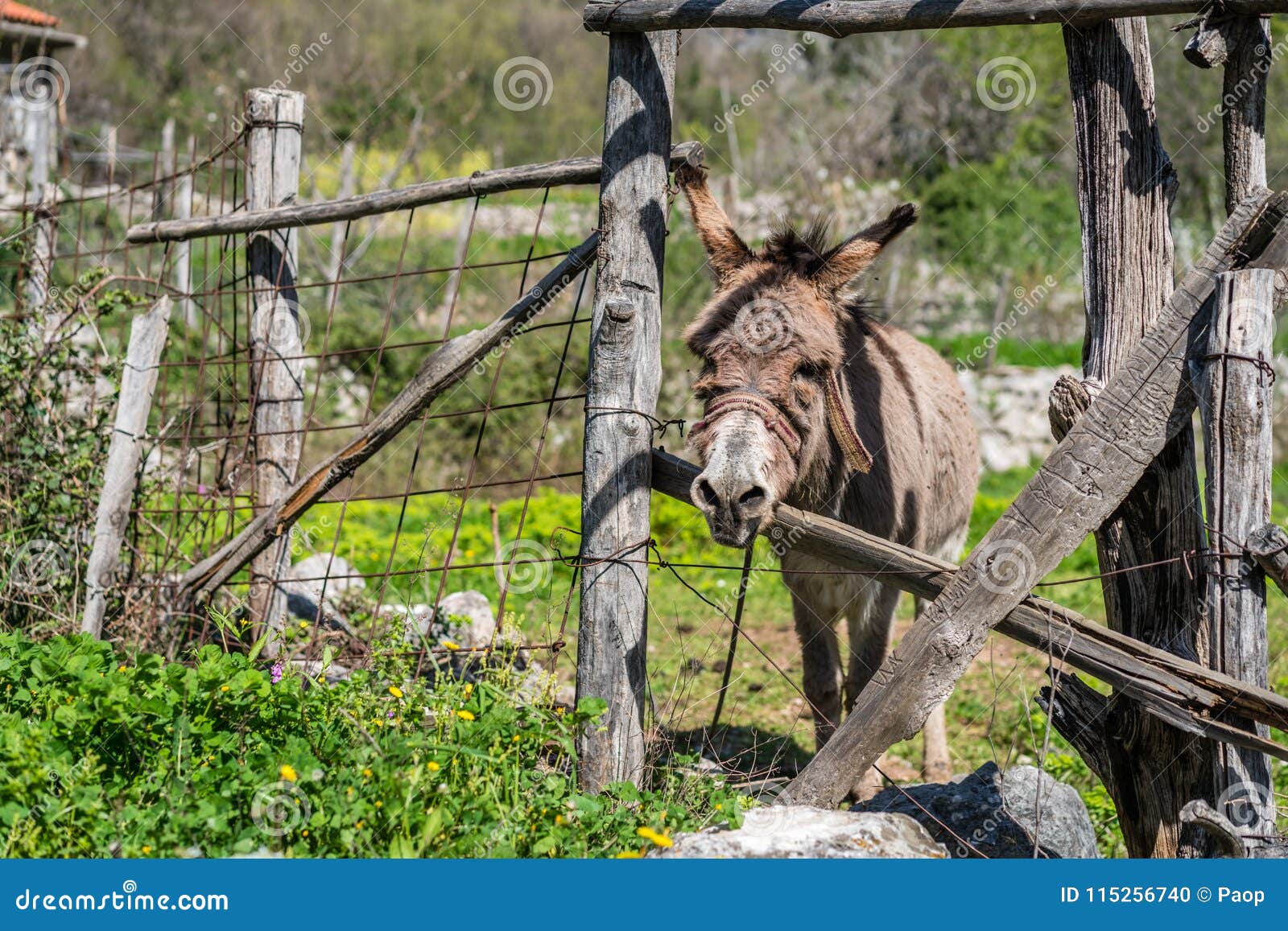 Burro triste en una granja foto de archivo. Imagen de hambriento ...