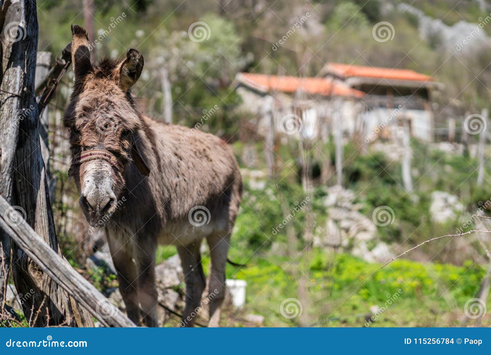 Burro triste en una granja foto de archivo. Imagen de agricultura ...
