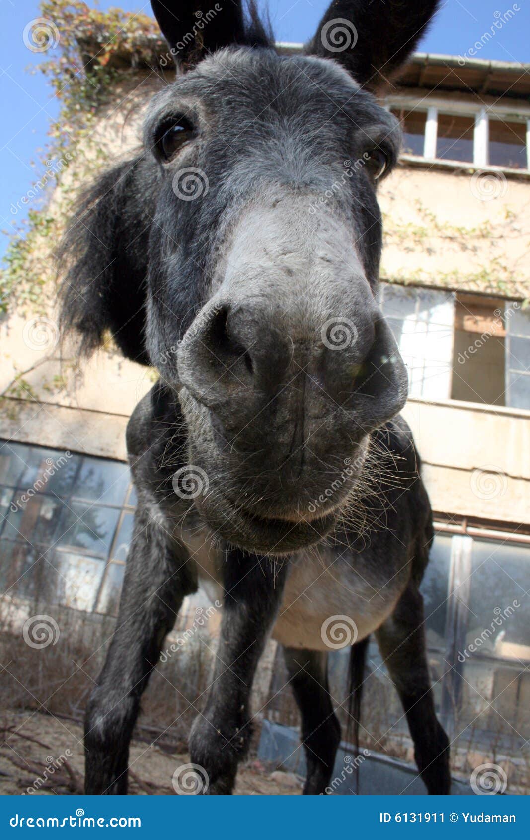 Burro Viejo Imagen. Imagen: 6131911