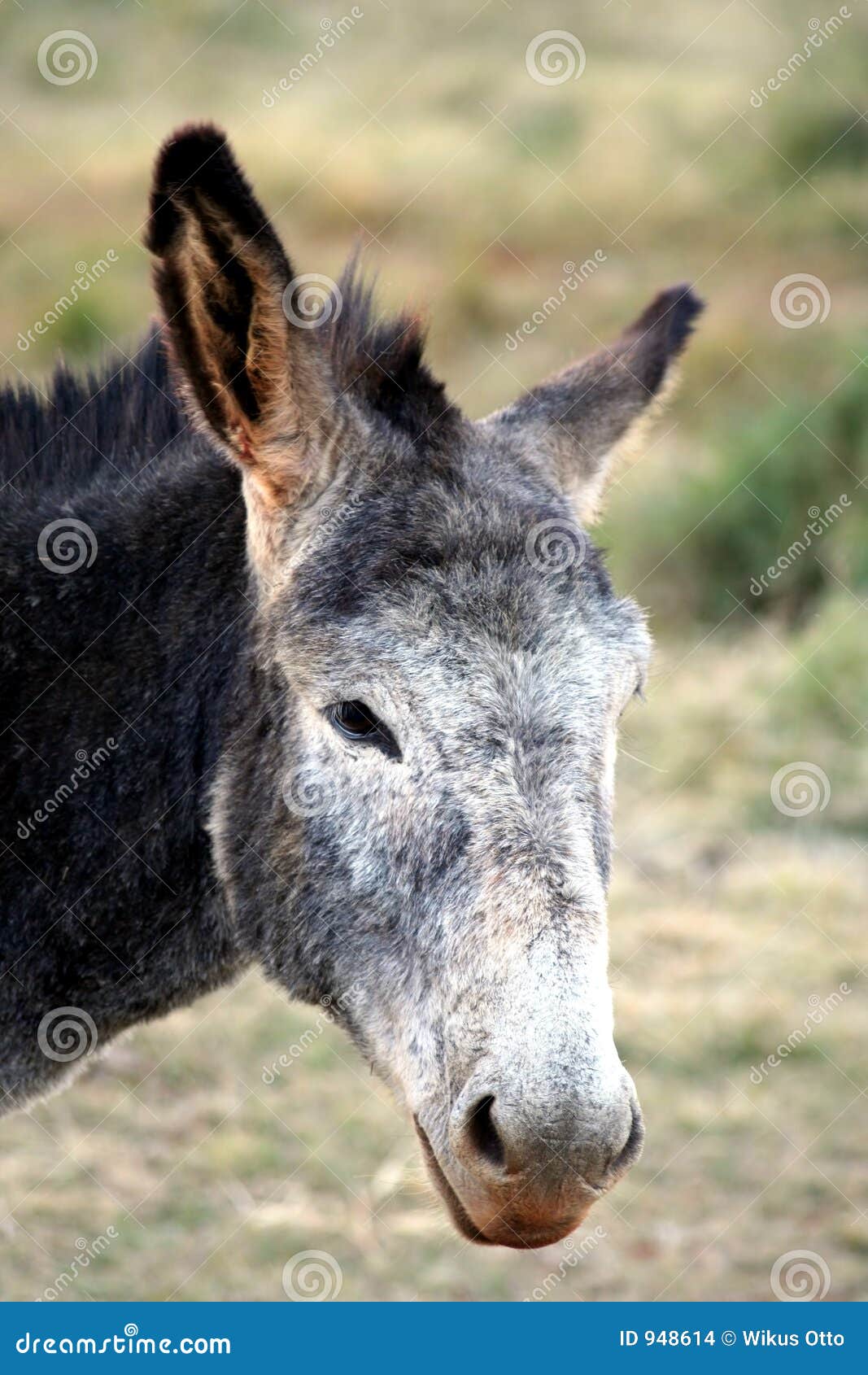 Burro viejo foto de archivo. Imagen de cierre, burro, animal - 948614